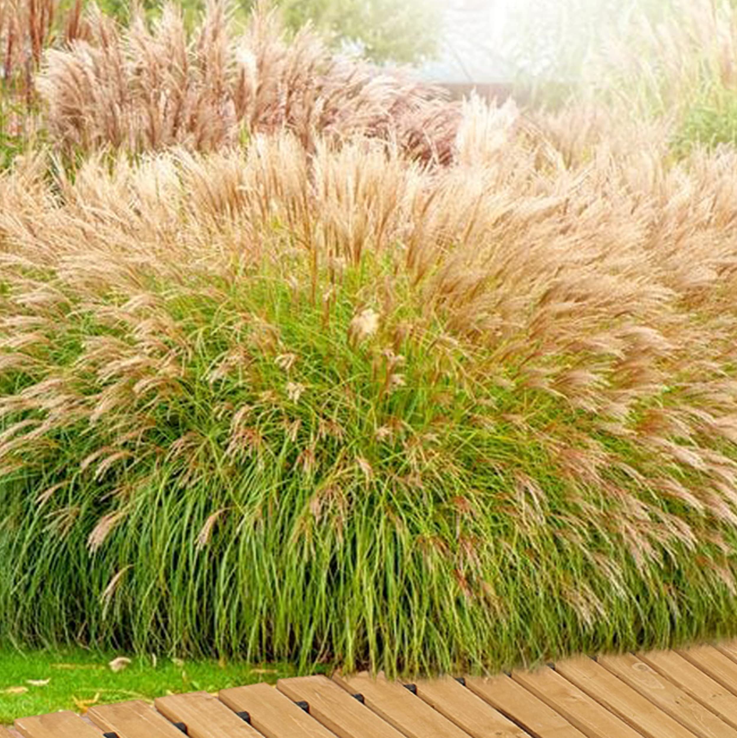 Snapklik.com : 7Penn Garden Pathway Wood 8ft Roll Out - Weather ...