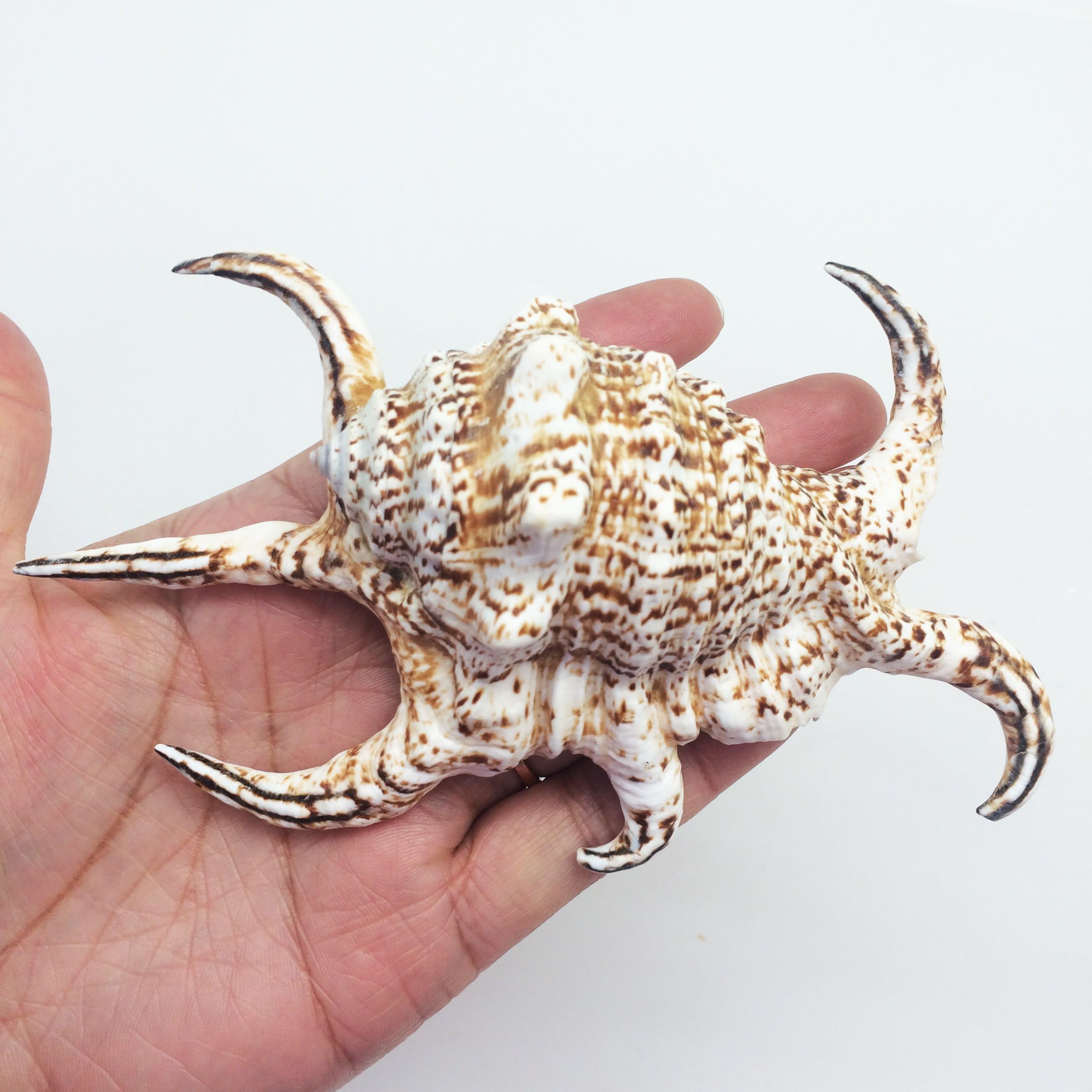 Amazon.com - PEPPERLONELY 2PC Rugosa Arthritic Spider Conch Sea Shells ...