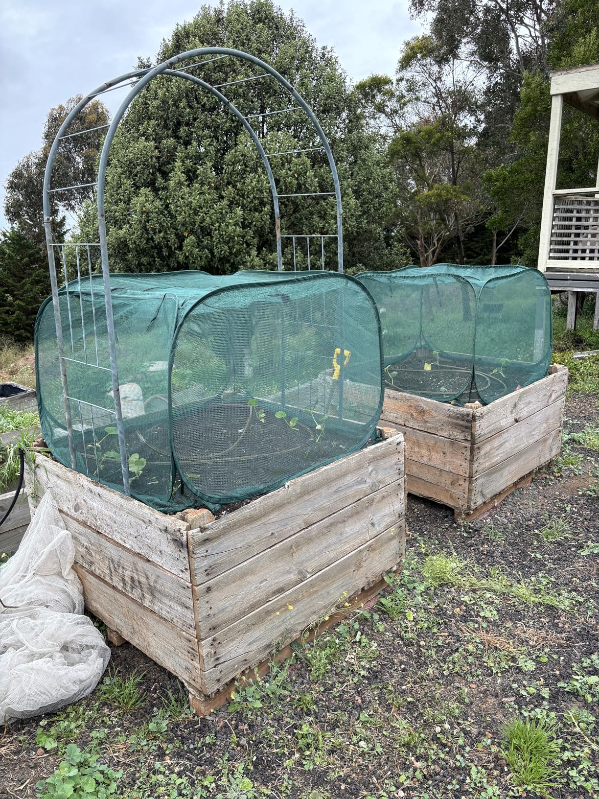 ANC POP 3 Pack Pop Up Mesh Plant Cover, Plant Protector for Raised ...