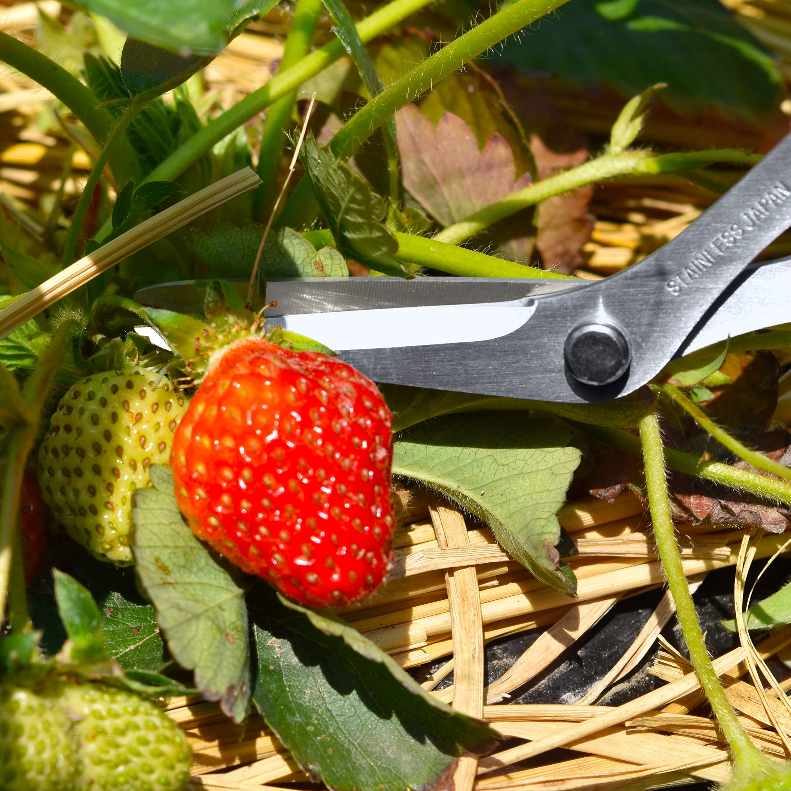 Snapklik.com : Japanese Garden Scissors Curved Blade 6.5", Made In ...