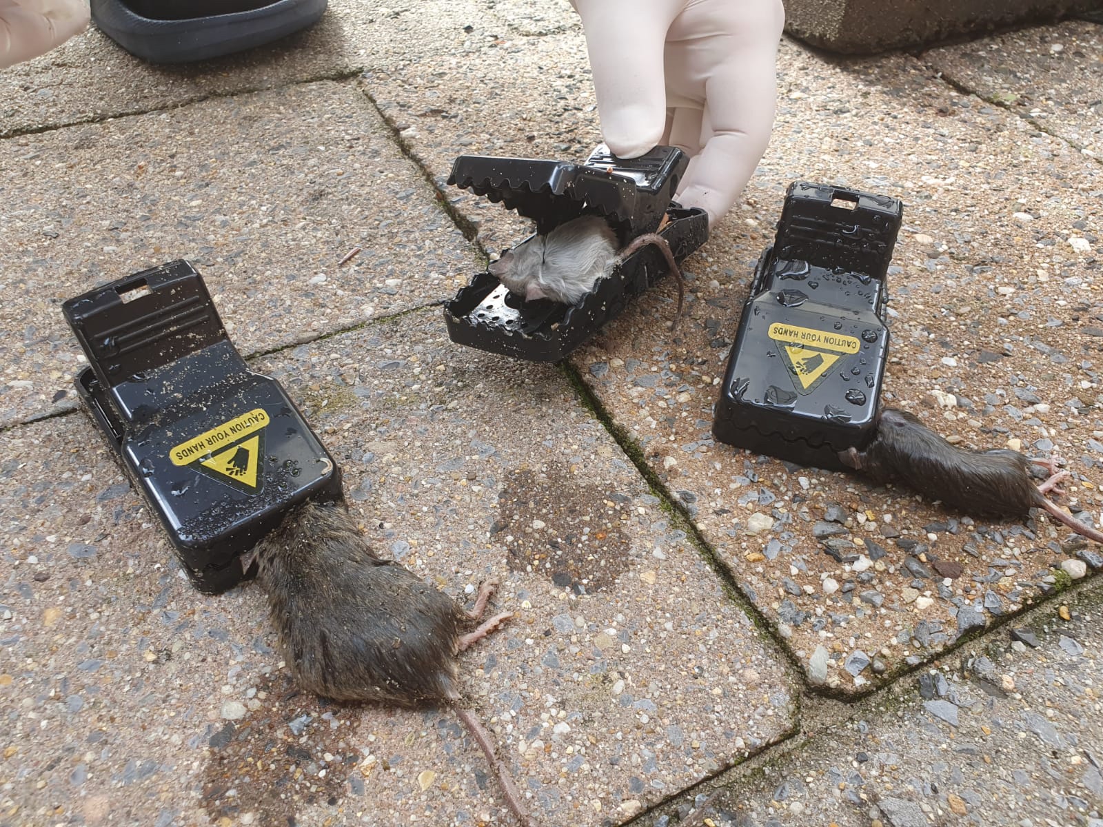 Muis Traps, Muizenval, Muizen Traps, 6 Pack Mouse Traps Voor Binnen Die ...