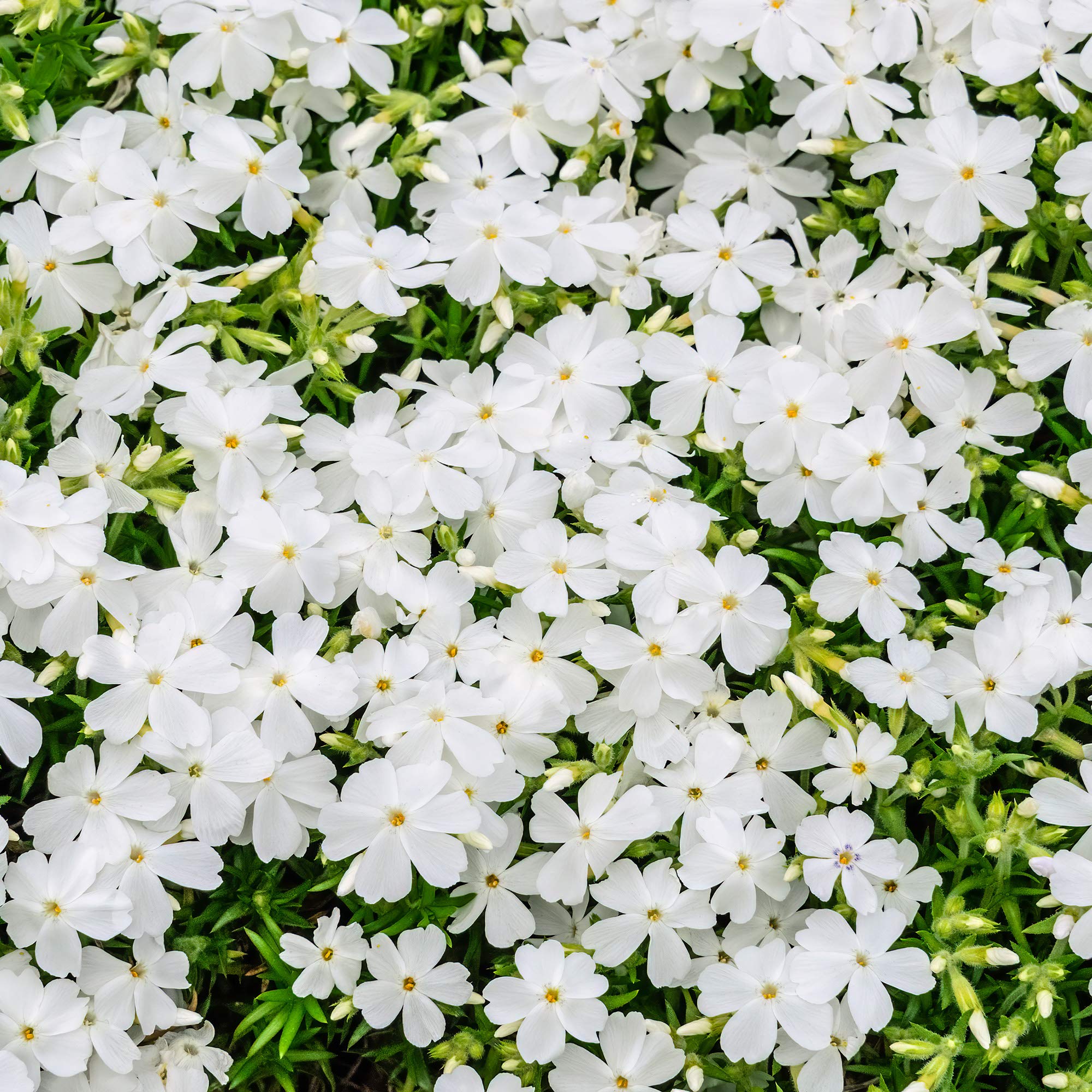 Phlox Subulata White
