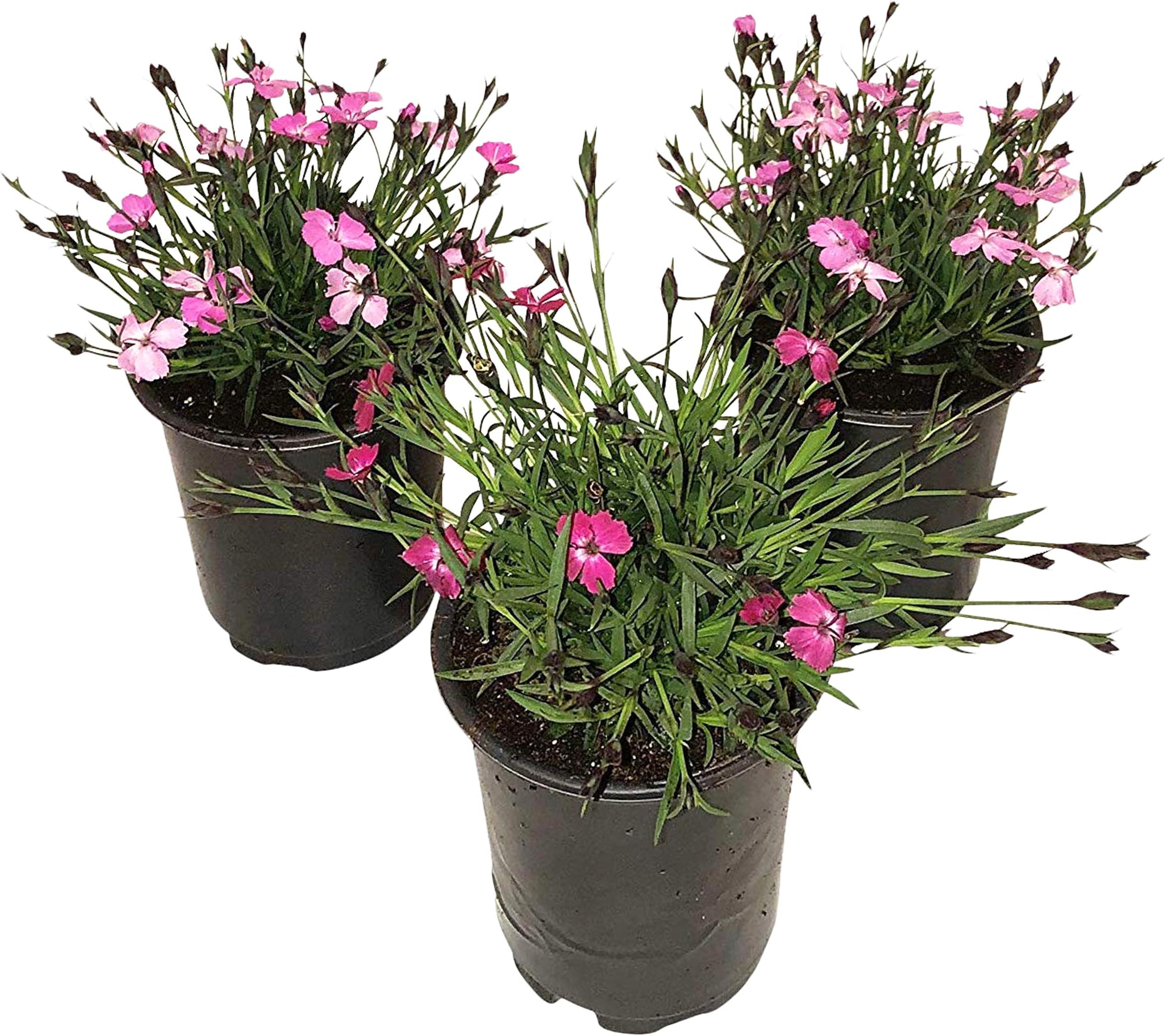 Amazon.com : Live Plant from Green Promise Farms - Proven Winners ...