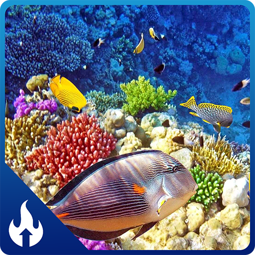 Marine Aquarium : Relaxing Coral Reef Fish & Beautiful Sea Animals | HD 4K Videos Screensaver ...