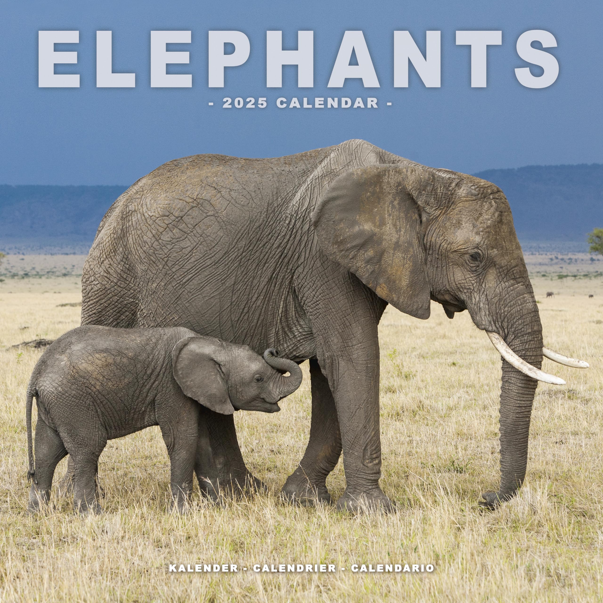 Elephants 2025 Square Wall Calendar | Animal, Wildlife Calendar ...
