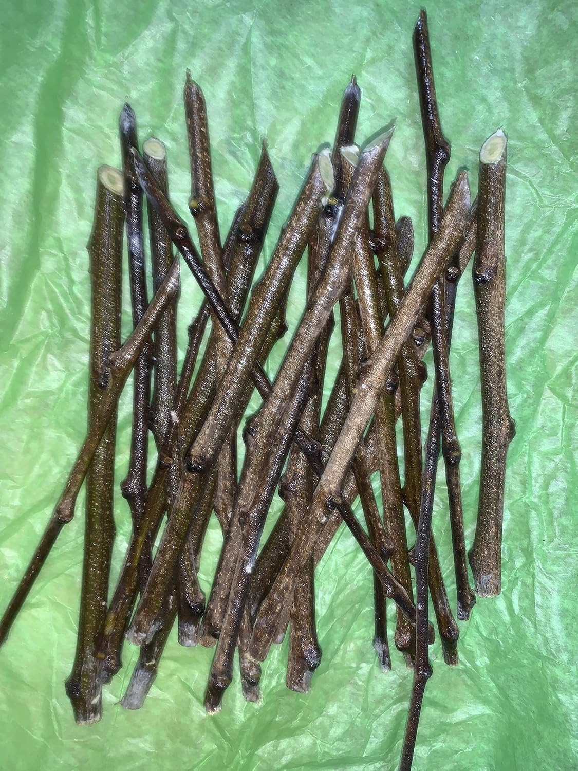 Amazon.com : 8 cuttings of Che Seedless Fruit Tree, dormant, no Roots ...