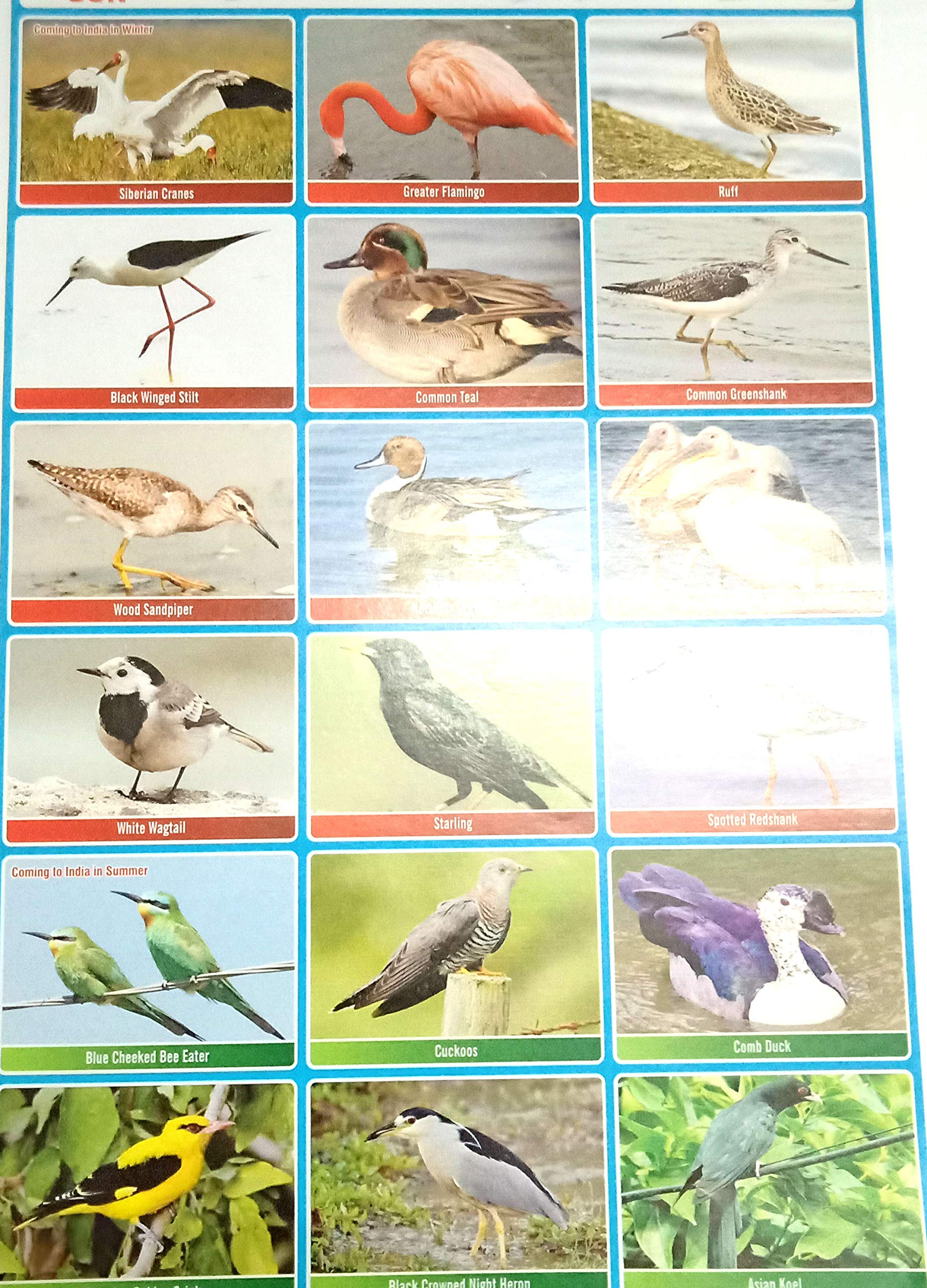 Images Of Migratory Birds With Their Names 22 Migratory Birds That