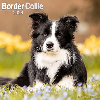 Border Collie 2026 Calendar | Square Wall Calendar | Dog Breed Gift ...