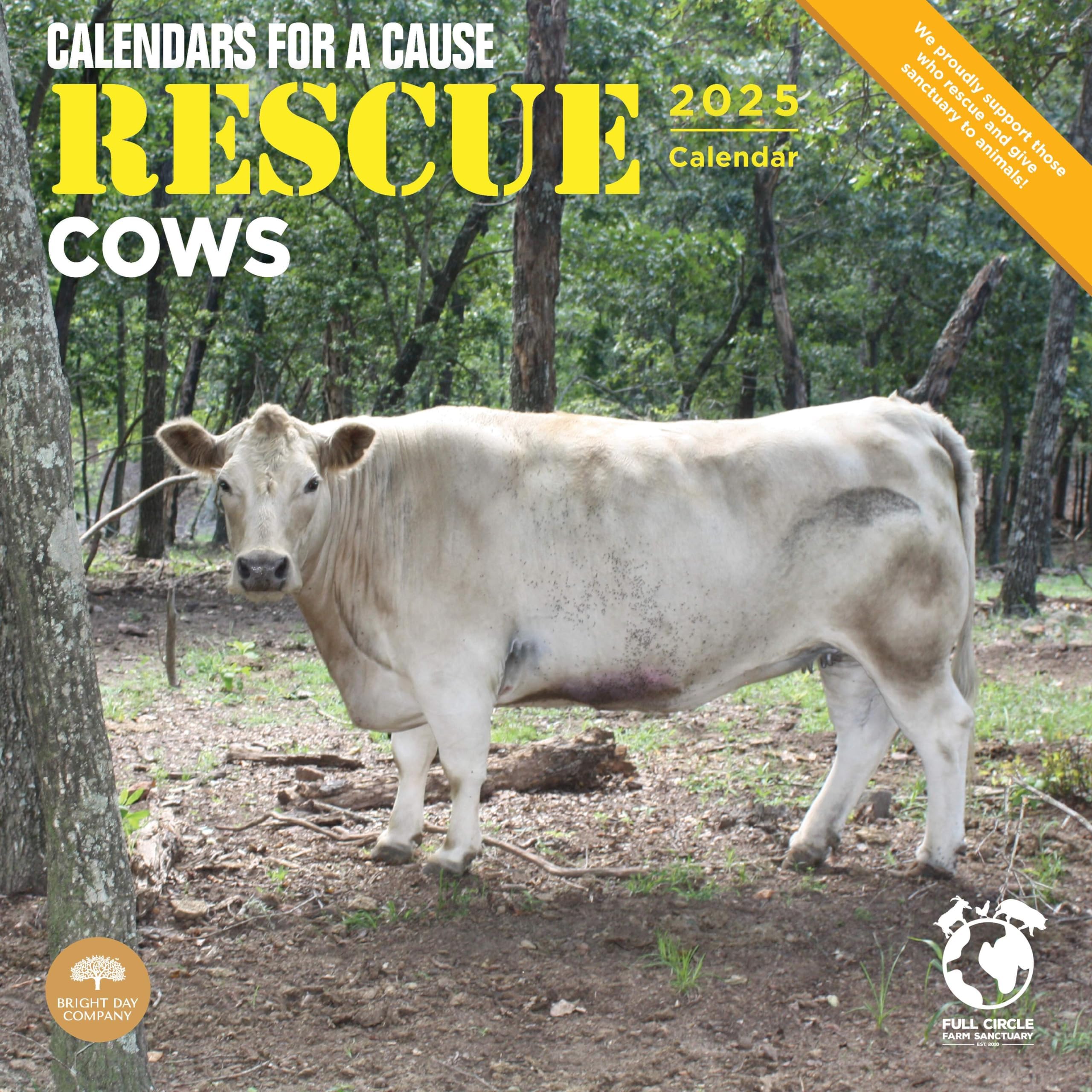 Amazon.com: Legacy Publishing Group, Cows Mohr 2024 Wall Calendar ...