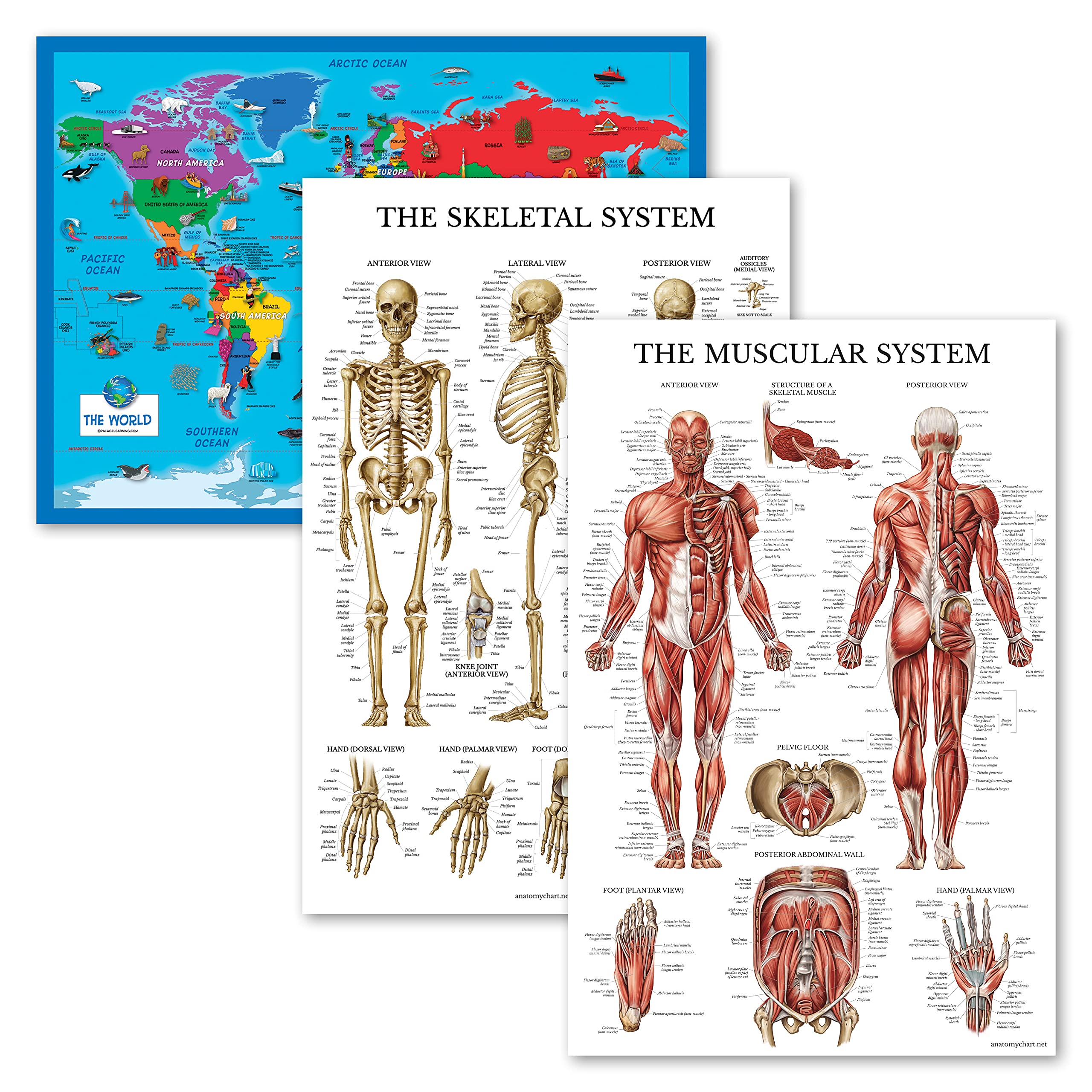 Buy 3 Pack - World [Illustrated Short] & Skeletal and Muscular System ...