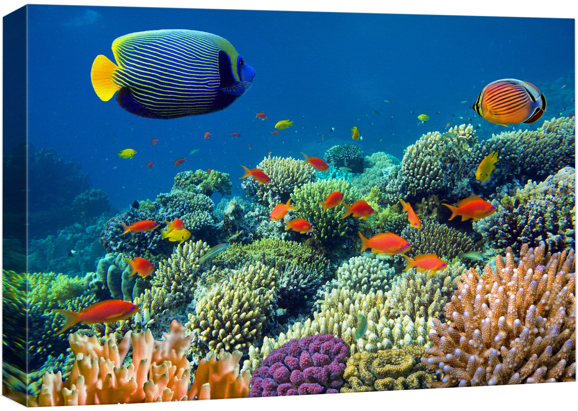 Ocean Coral Reef Colorful