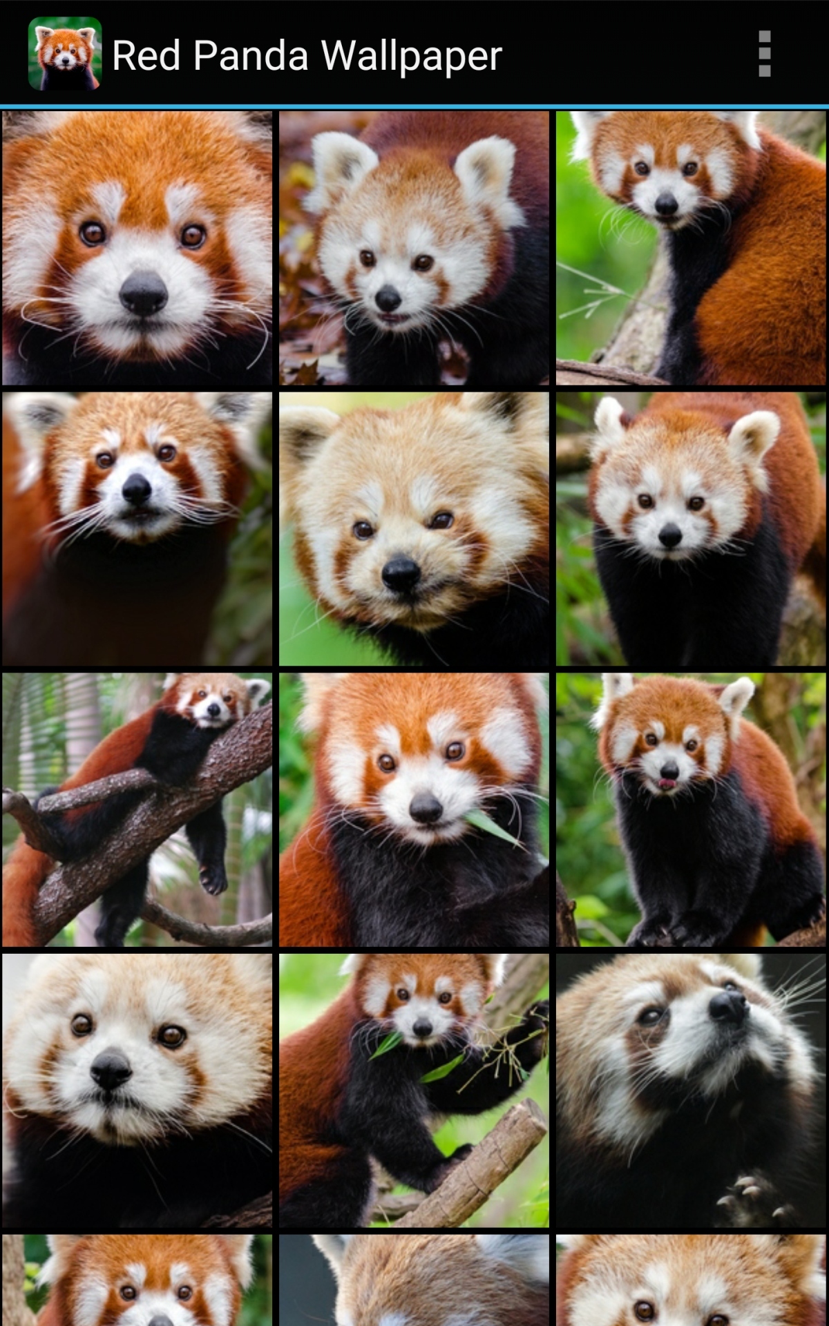 Red Panda Wallpaper - App on Amazon Appstore