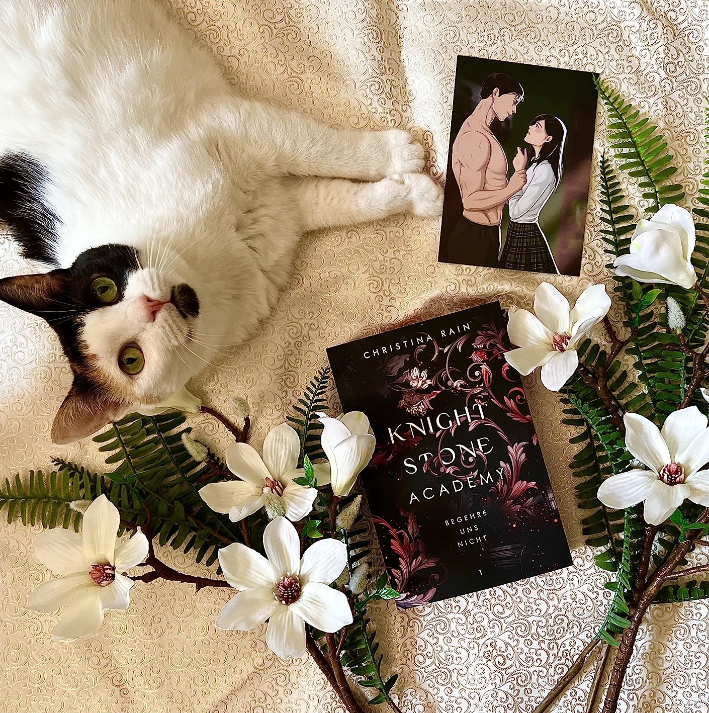 Knightstone Academy 1: Begehre uns nicht : Rain, Christina: Amazon.de ...