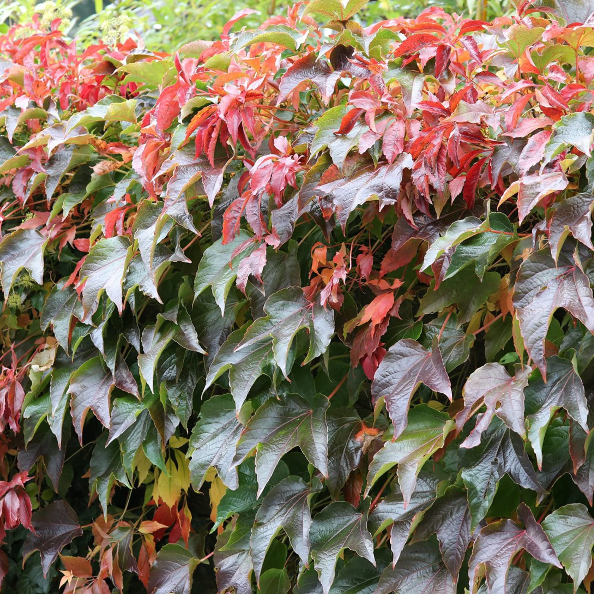 Amazon.com : Boston Ivy Seeds Deciduous Woody Vine Attractive Foliage ...