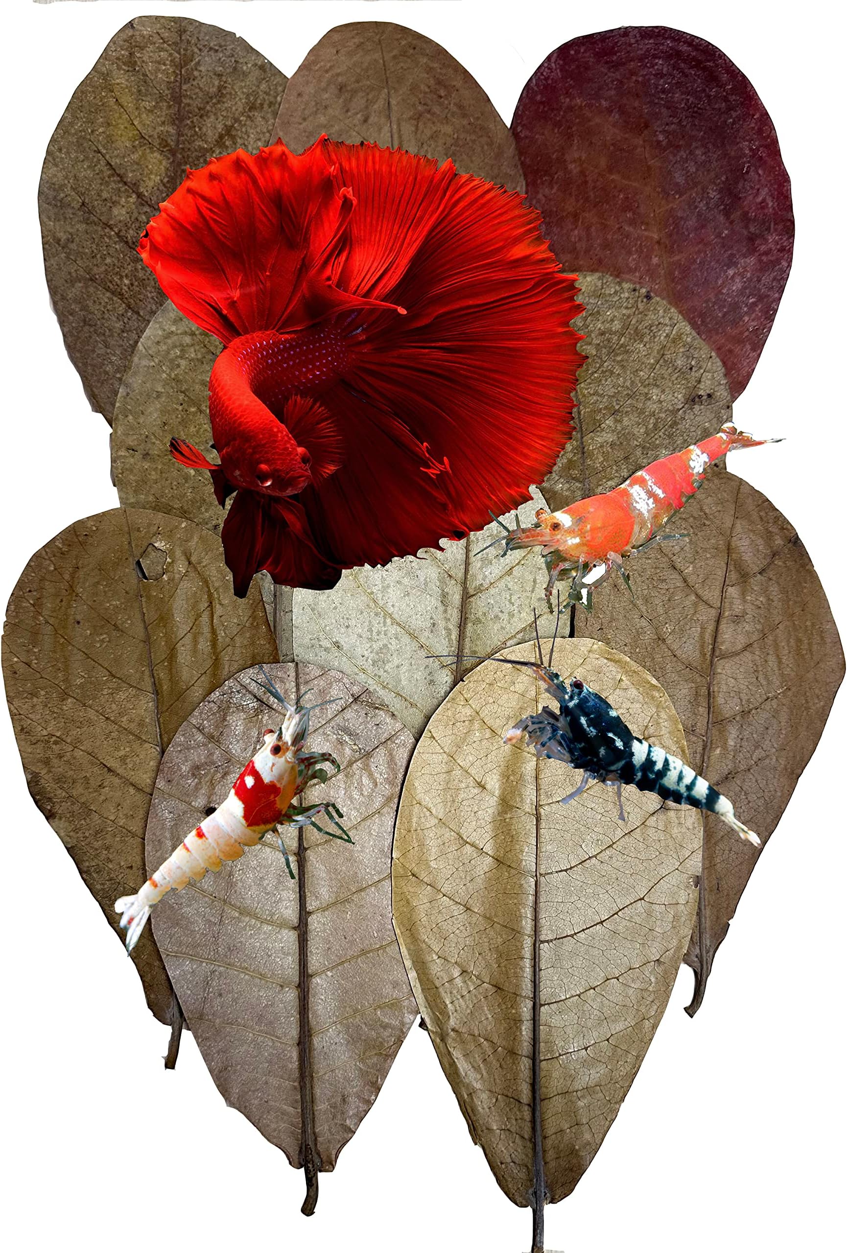 Amazon.com : ChuCraftVN 100 Catappa Leaves, 7-10 inch, 300 Gram ...