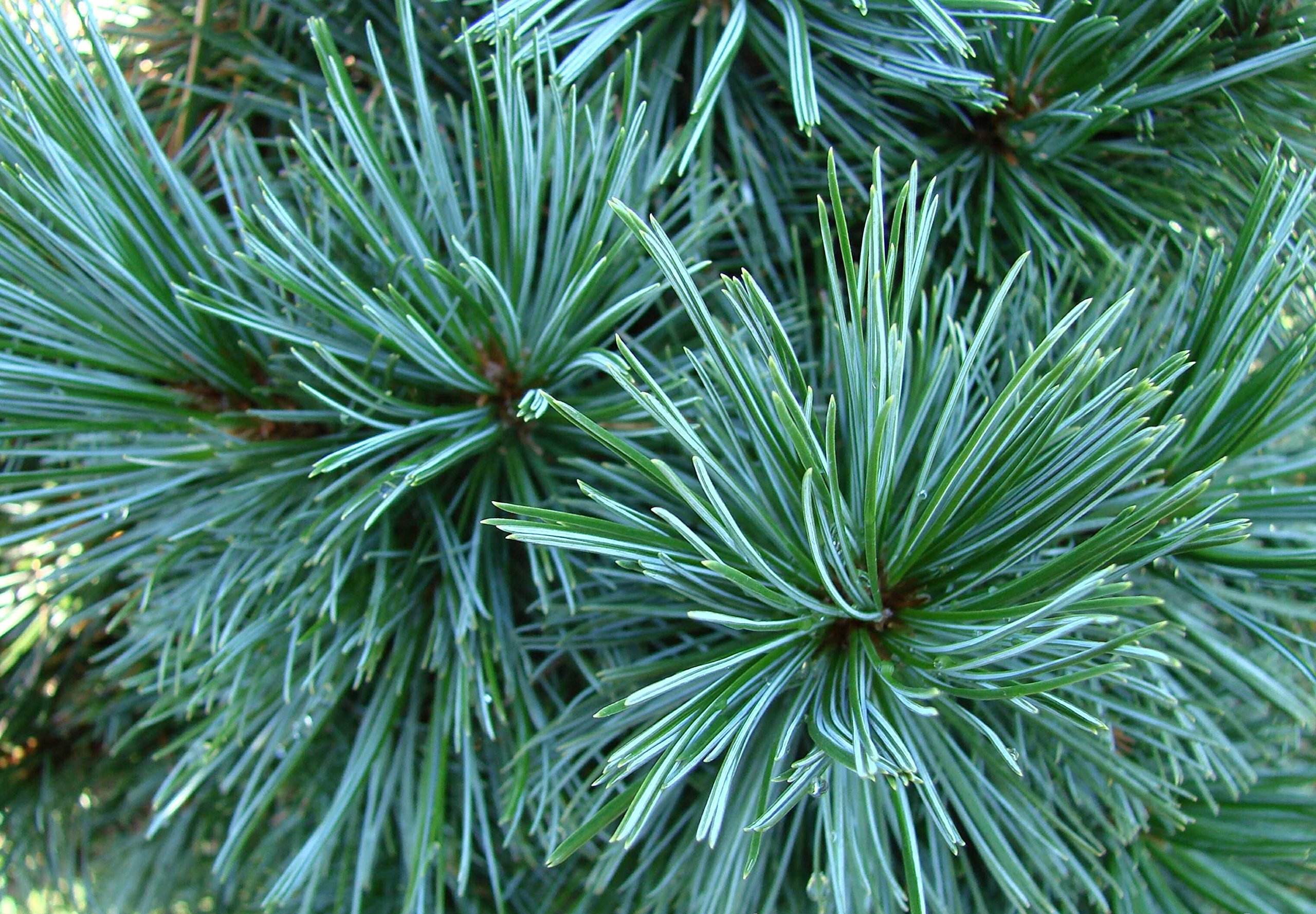 Limber Pine Needles