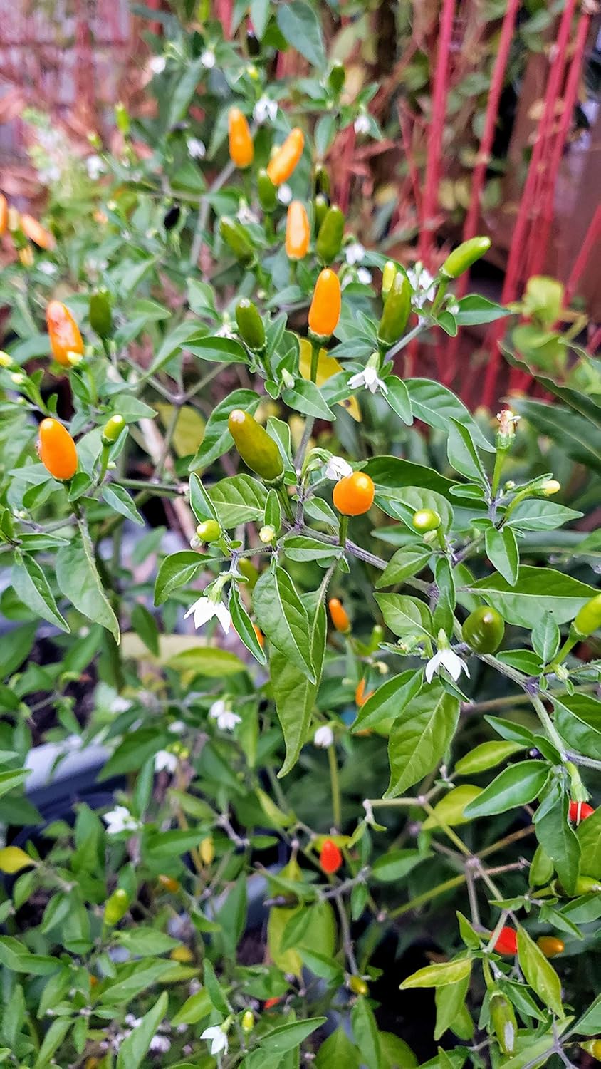 Amazon.com : Philippine Bureau of Plant Industry Sili Siling Labuyo Hot ...