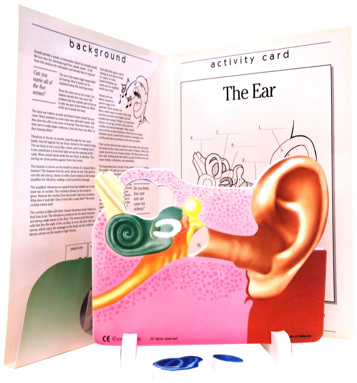 ETA hand2mind, Human anatomy- Ohr, Soft Foam Lehrer Modell, (92176 ...