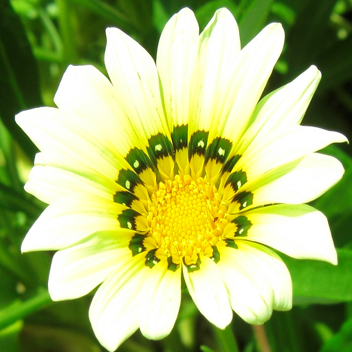 Isha - App on Amazon Appstore