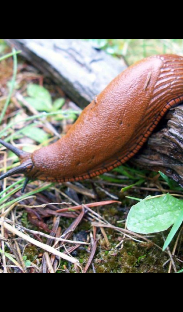 cute slug Wallpaper -- HD Wallpapers of cute slugs! - App on the Amazon ...