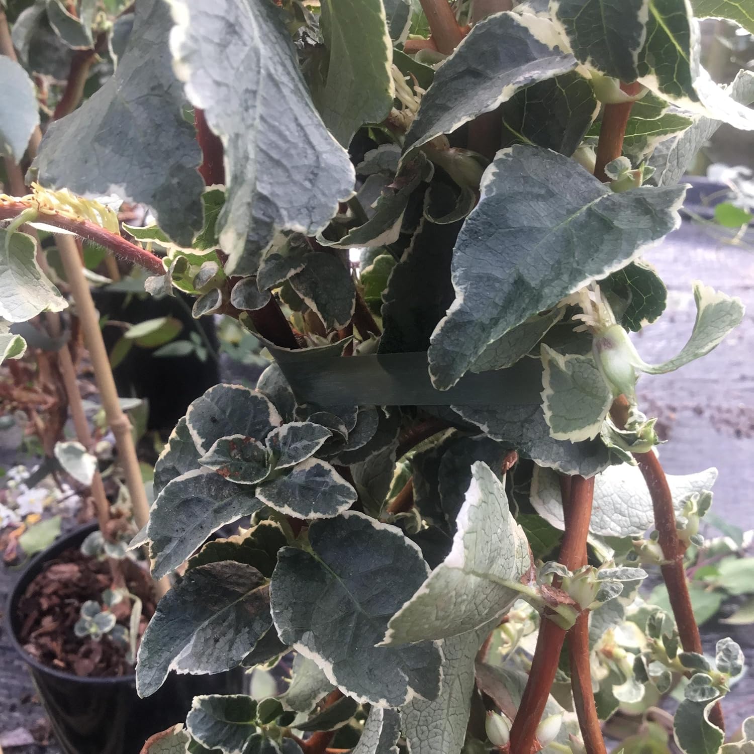 Hydrangea anomala petiolaris 'Silver Lining' : Amazon.co.uk: Garden