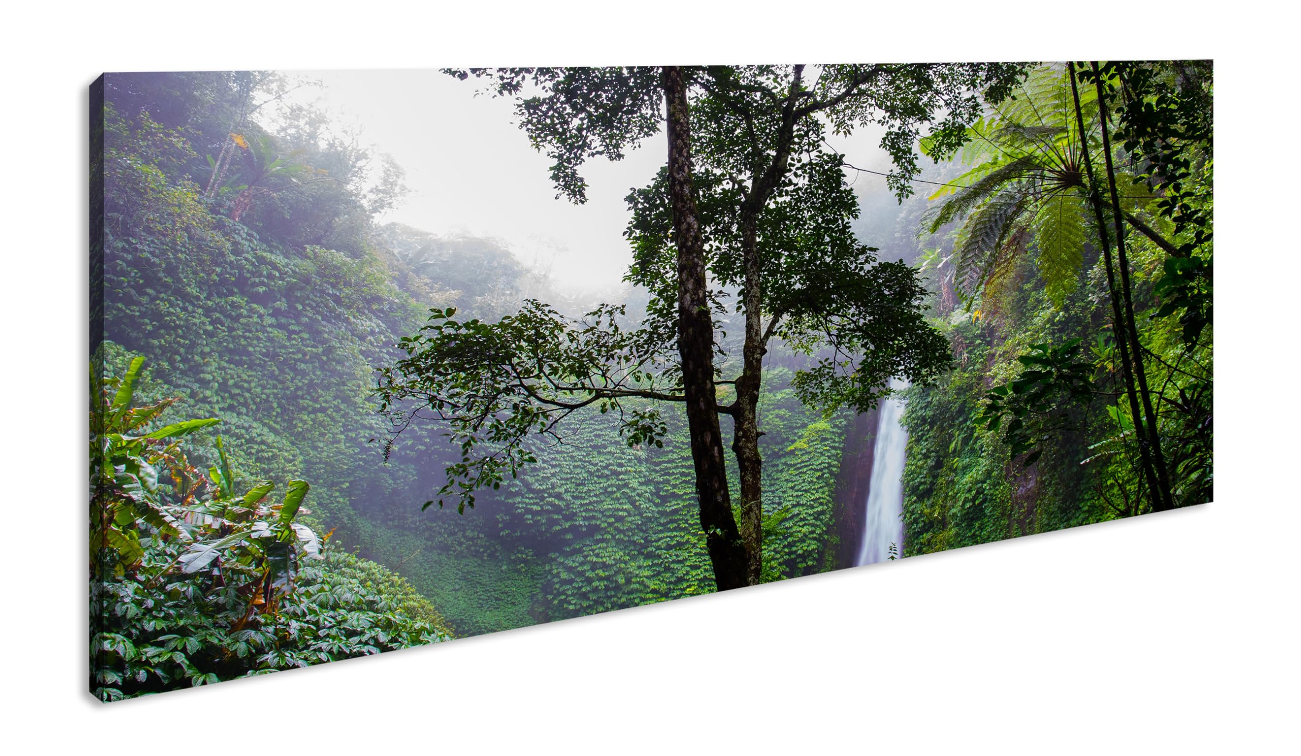 Disegno Foresta Pluviale Tropicale