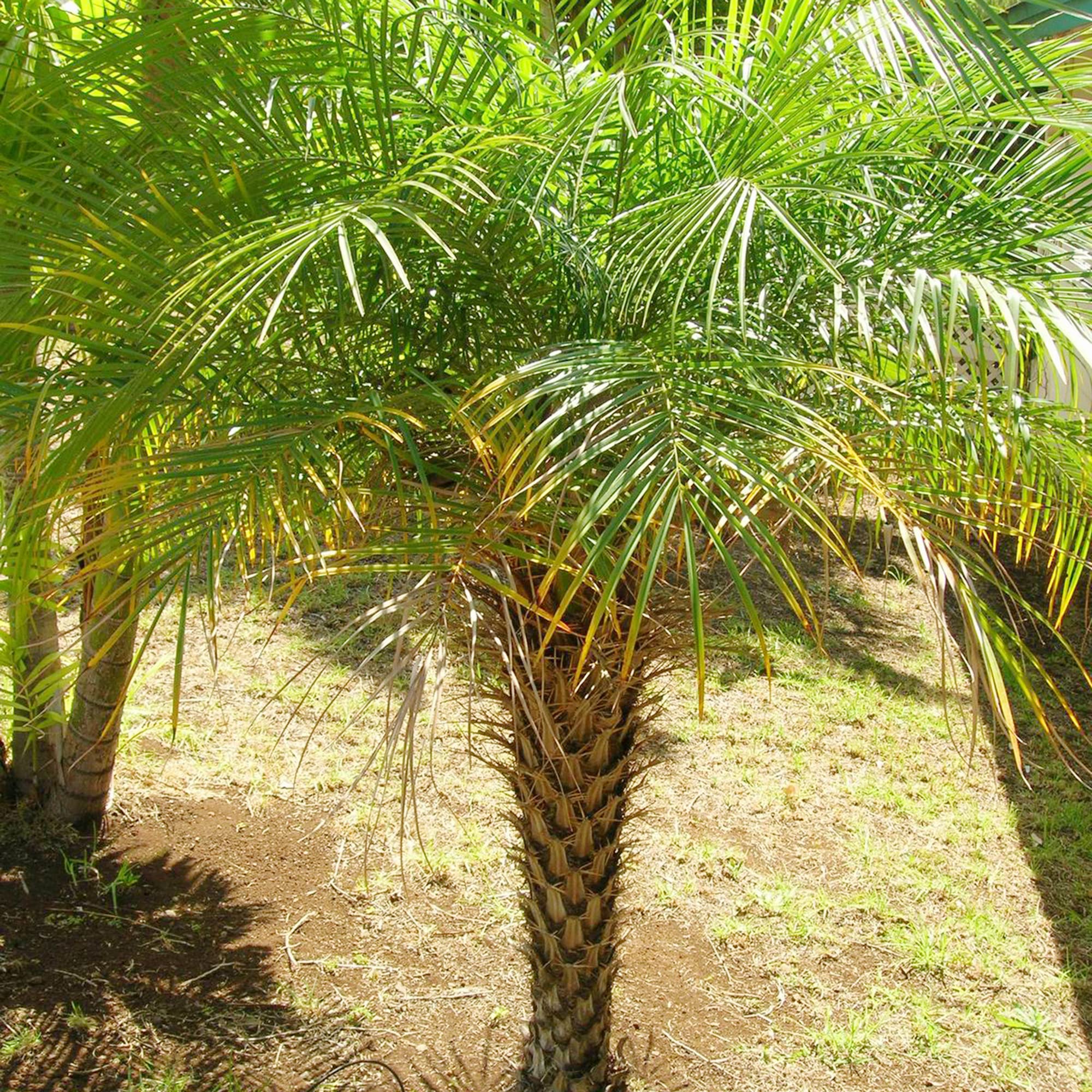 Buy Phoenix Roebelenii Pygmy Date Palm Tropical Tree Low Maintenance ...