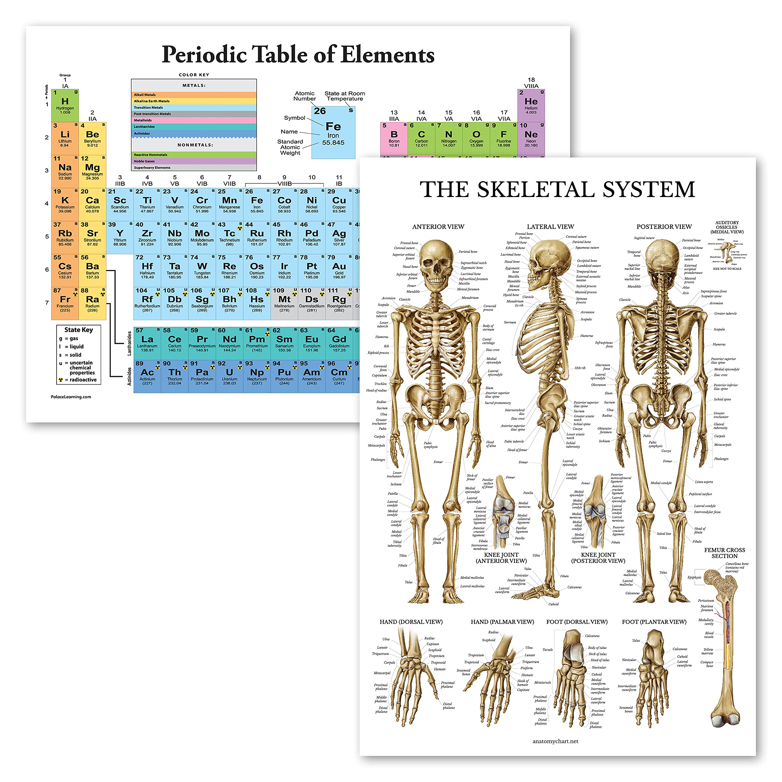 Buy 2 Pack - Periodic Table of the Elements [White] & Skeletal System ...