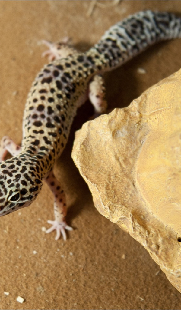 Gecko Wallpaper -- HD Wallpapers of Gecko!:Amazon.ca:Appstore for Android