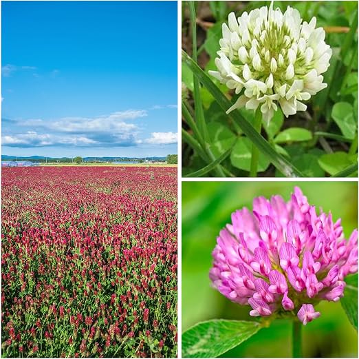 Amazon.com : Clover Trio Seed Blend – Premium 4 oz ~44,800 Seeds – Red ...