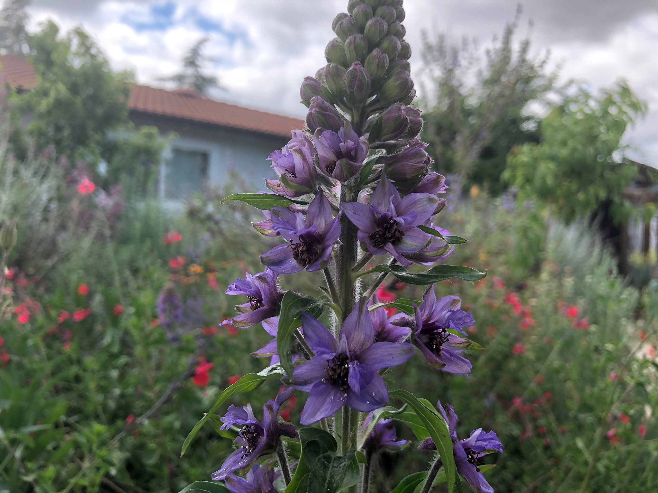 Delphinium Elatum