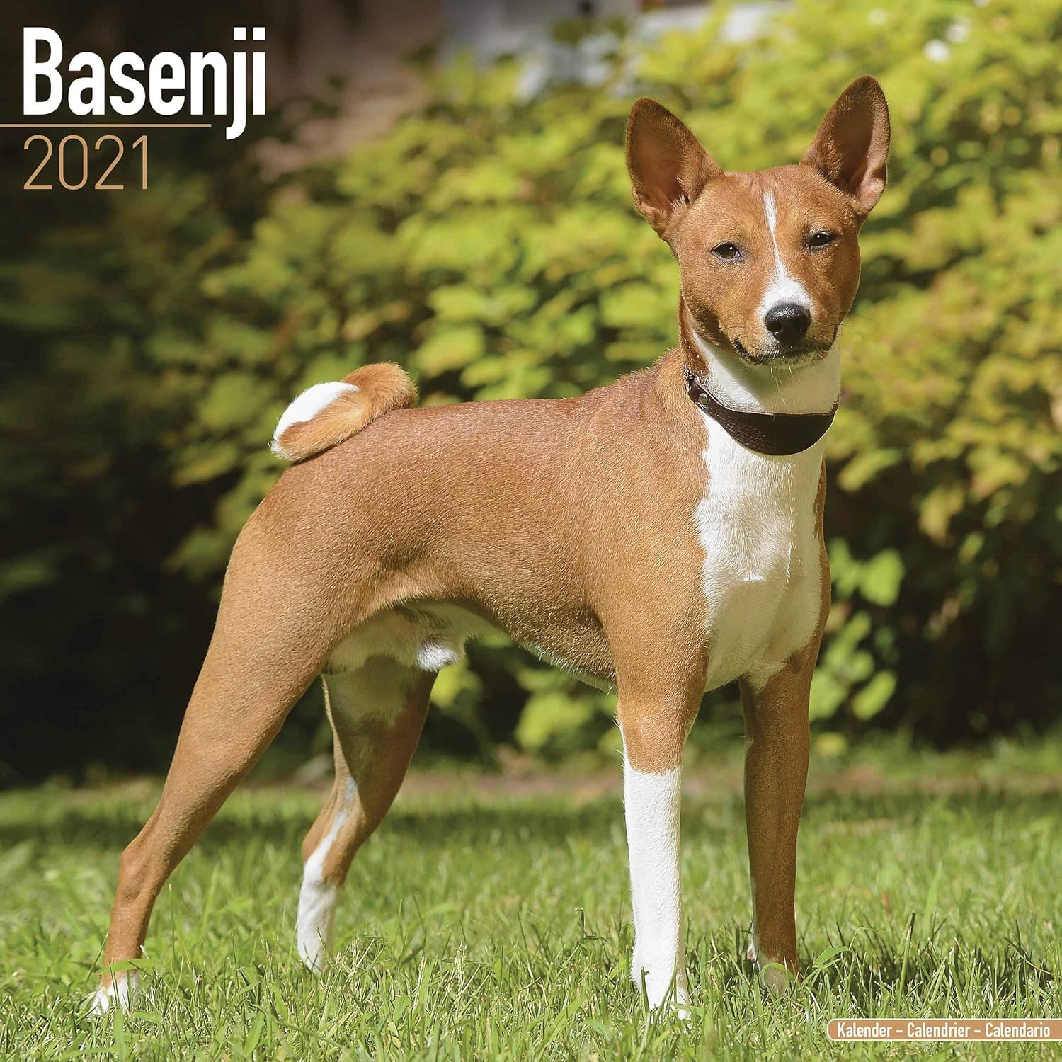 Basenji 2021 Wall Calendar : Amazon.ca: Everything Else