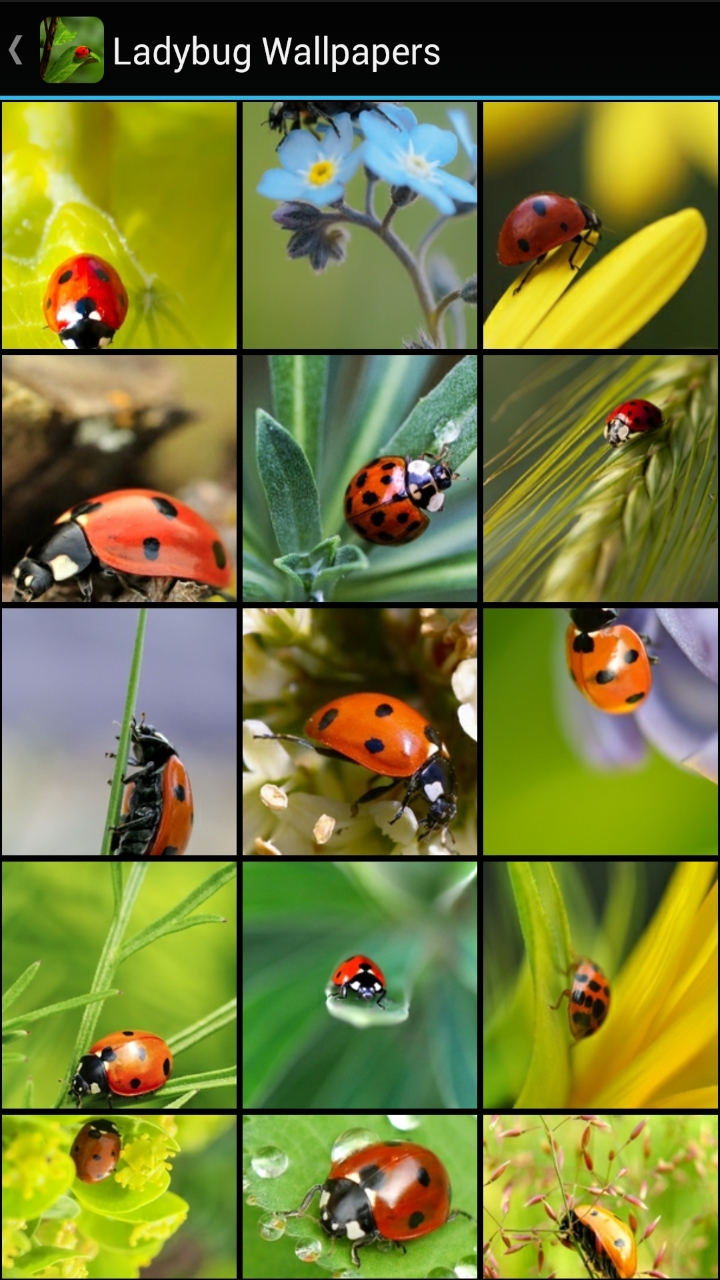 Ladybug Wallpapers - App on Amazon Appstore