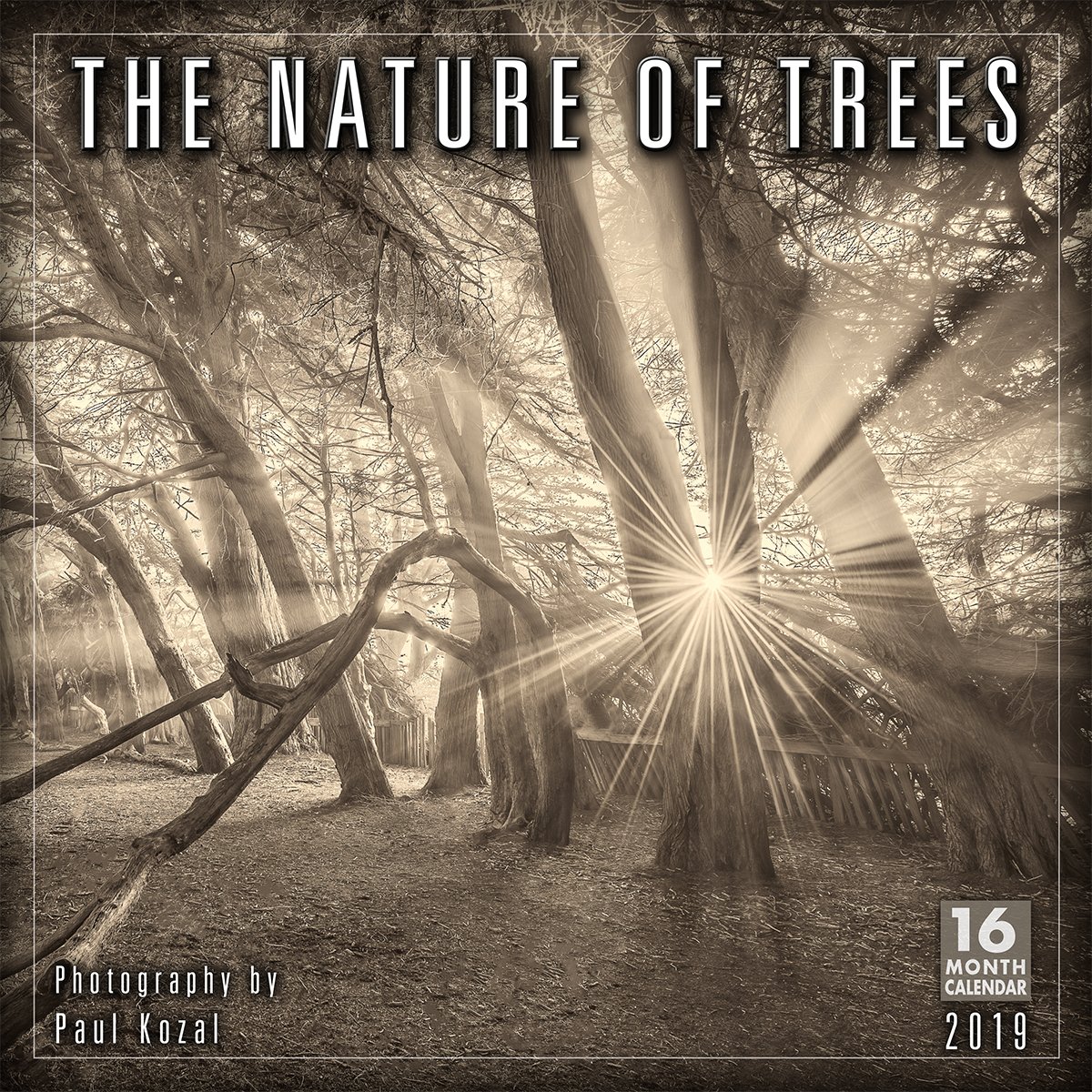 Amazon.com: The Nature of Trees 2019 Wall Calendar: 9781531903985 ...