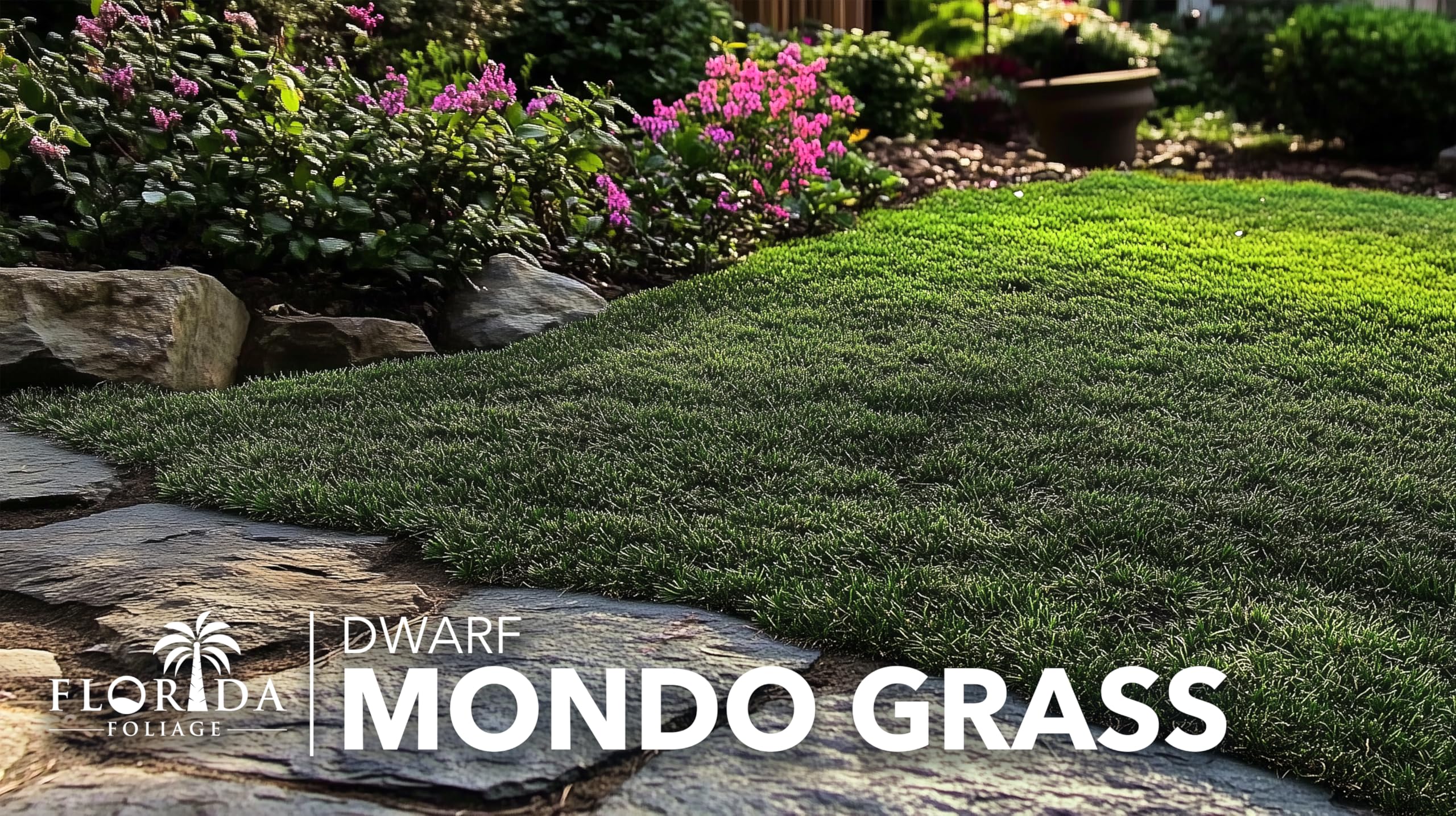 Landscaping Mondo Grass Mondo Grass Is Perfect For The Tight Areas