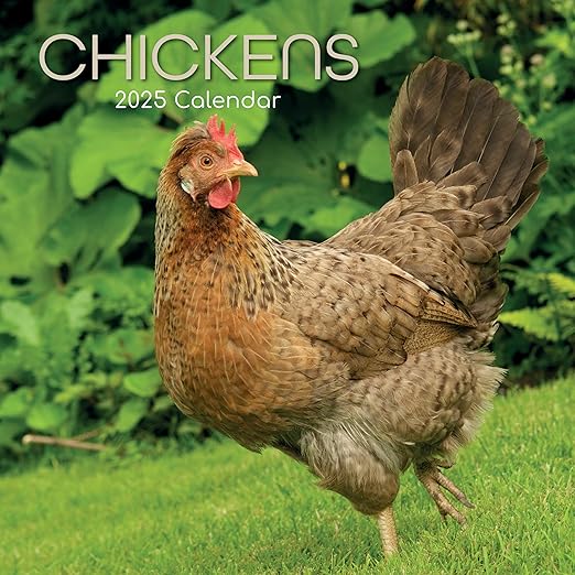Amazon.com: 2025 Square Wall Calendar, Chickens, 16-Month Animals Theme ...