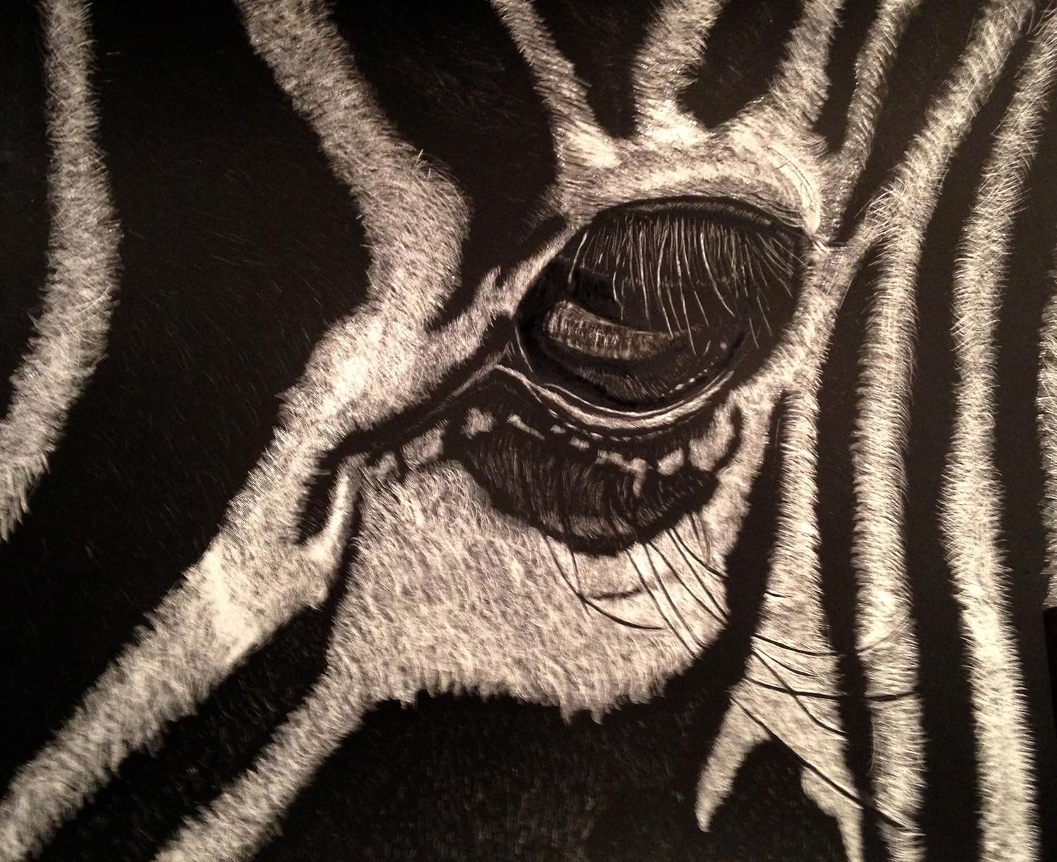 Amazon.com: Eye of the Zebra - 8 x 10 scratchboard portrait : Handmade ...