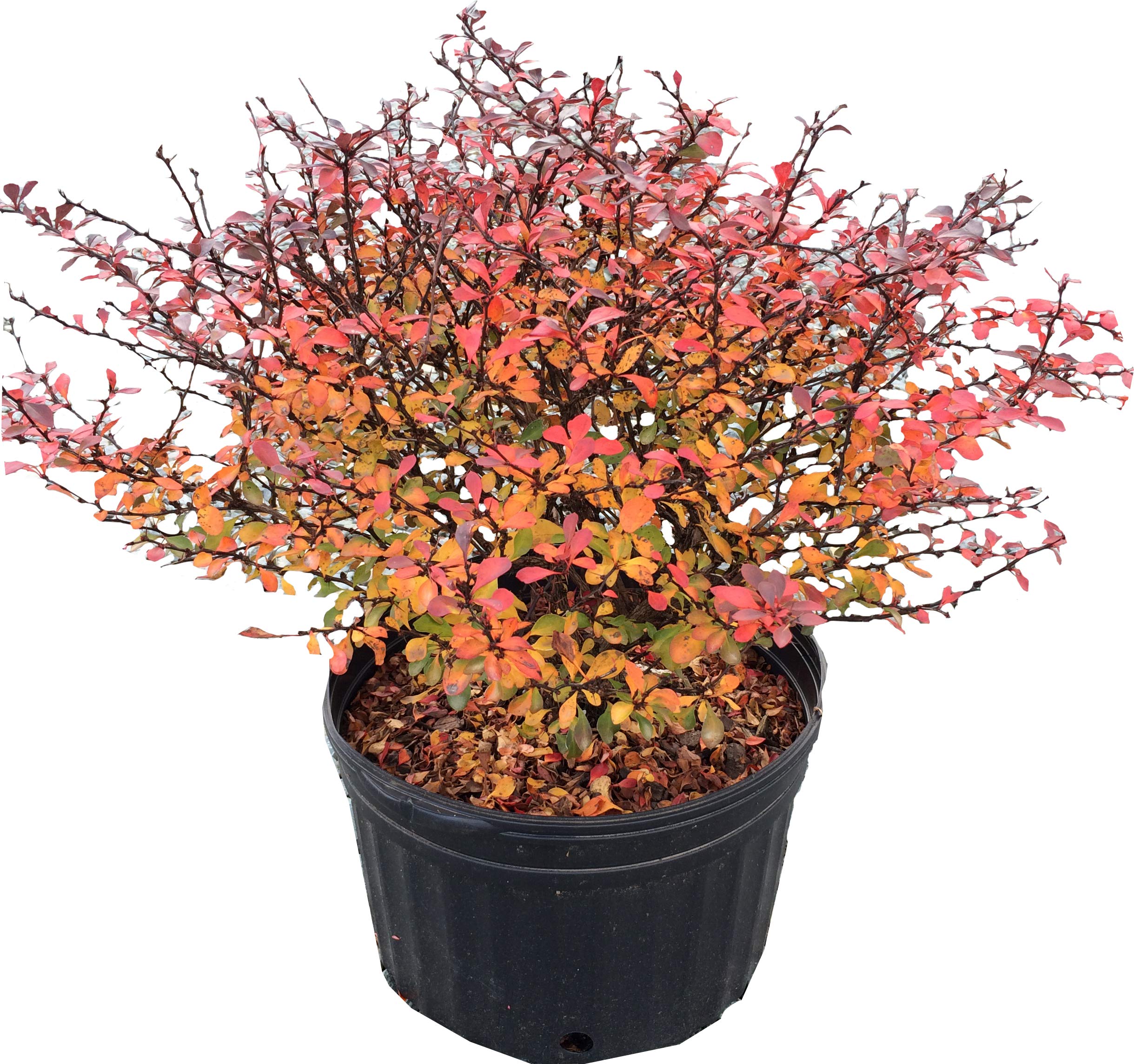 Crimson Pygmy Barberry Winter