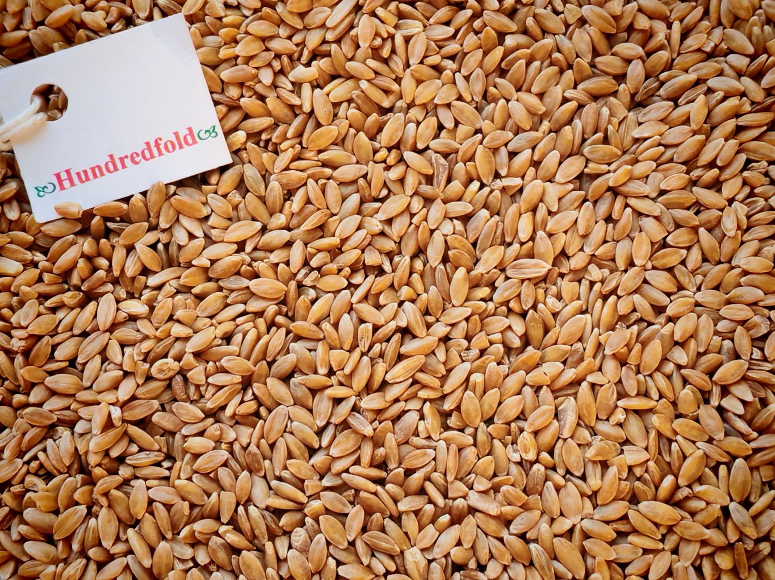 Hundredfold 2LBS Organic Whole Grain Ancient Einkorn Wheat - Non-GMO ...