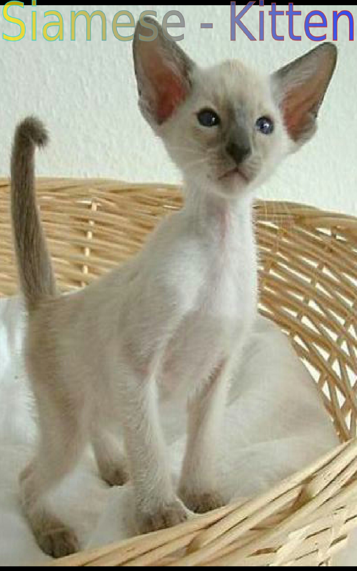 Top 20 Cats and Kittens:Amazon.co.jp:Appstore for Android