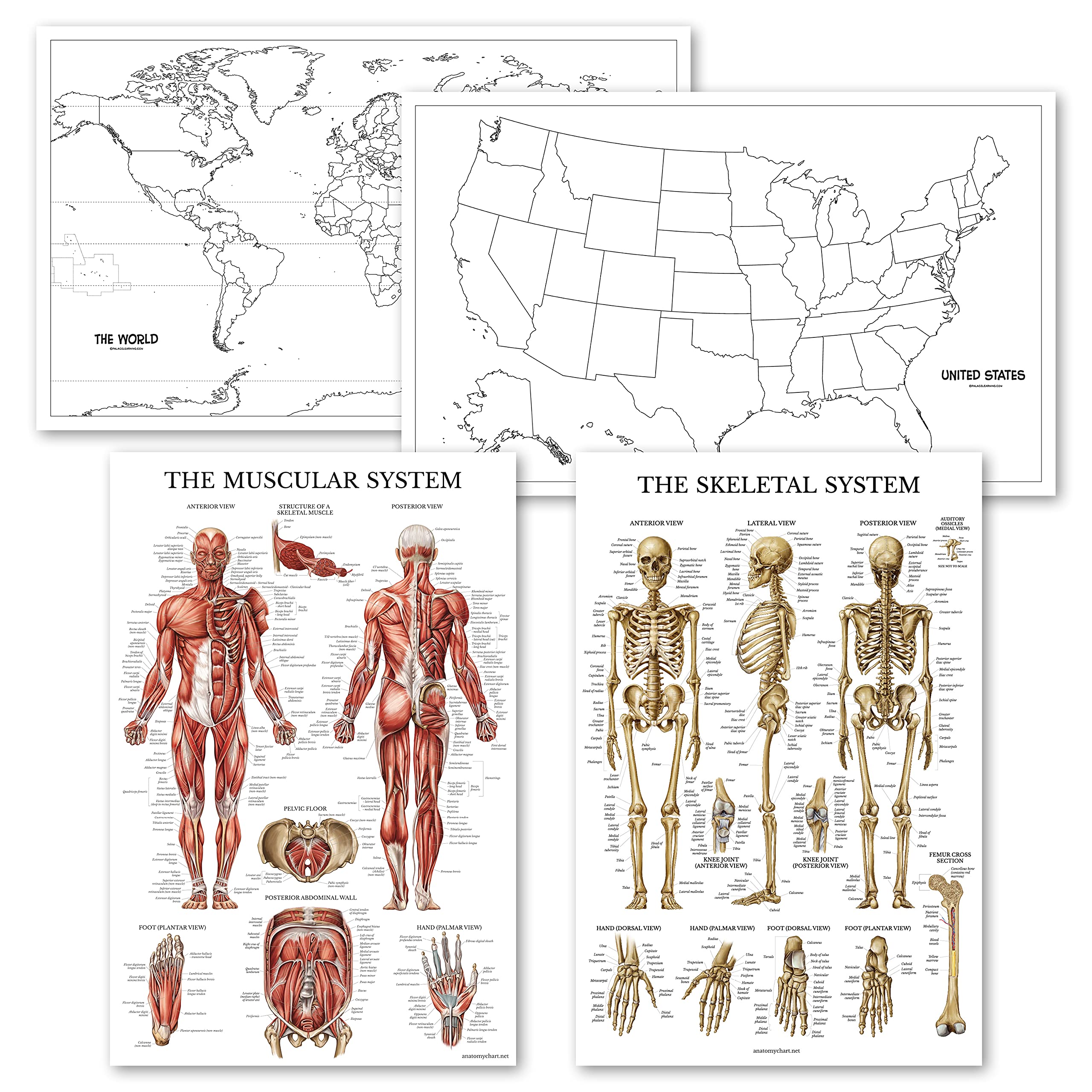 Buy 4 Pack - USA & World Blank Outline s + Muscular & Skeletal System ...