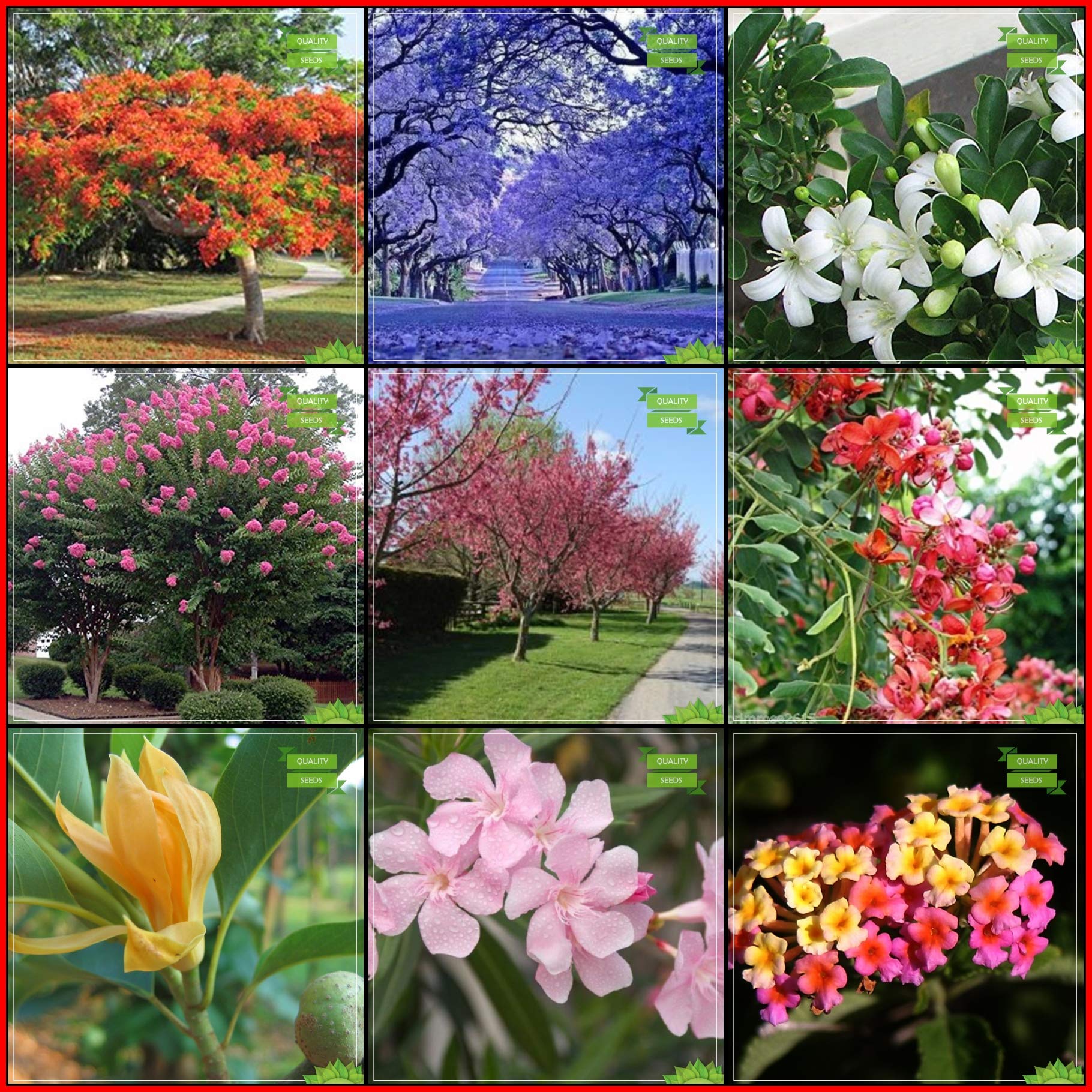 Creative Farmer All Purpose Combo Tree Seeds Jacaranda Mimosafolia ...