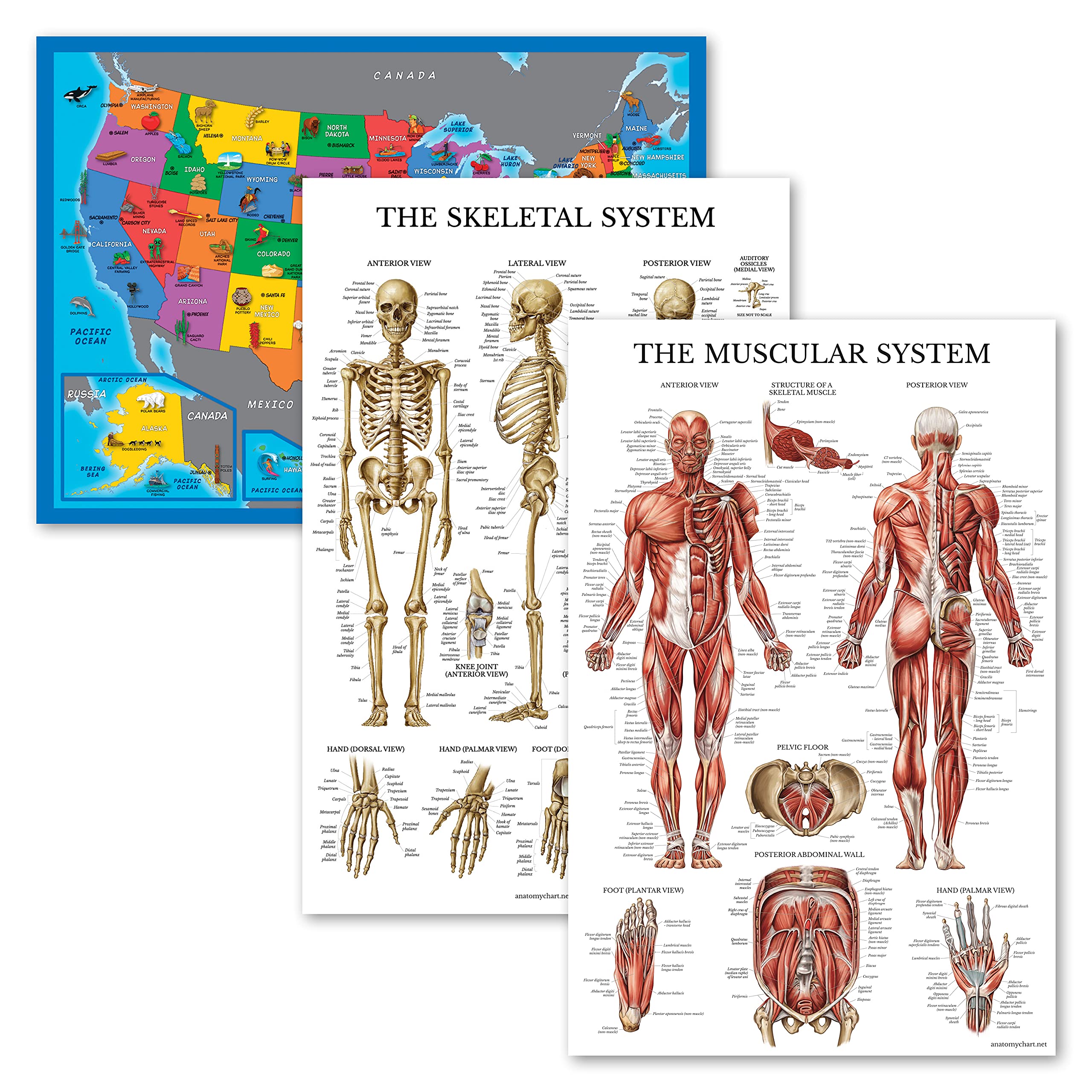 Buy 3 Pack - USA [Illustrated Short] & Muscular and Skeletal System ...