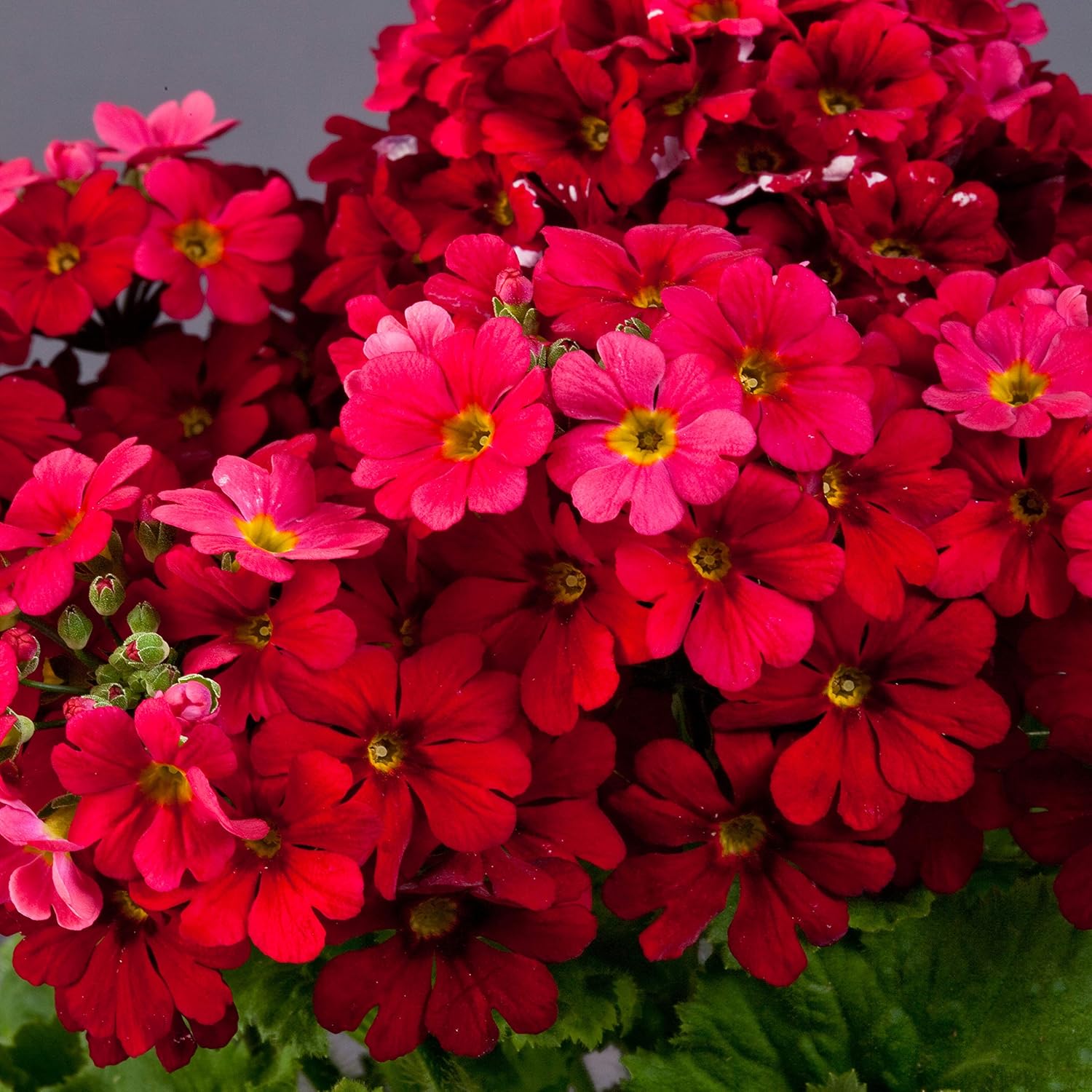 Amazon.com: Outsidepride 1000 Seeds Perennial Primula Crimson Fairy ...