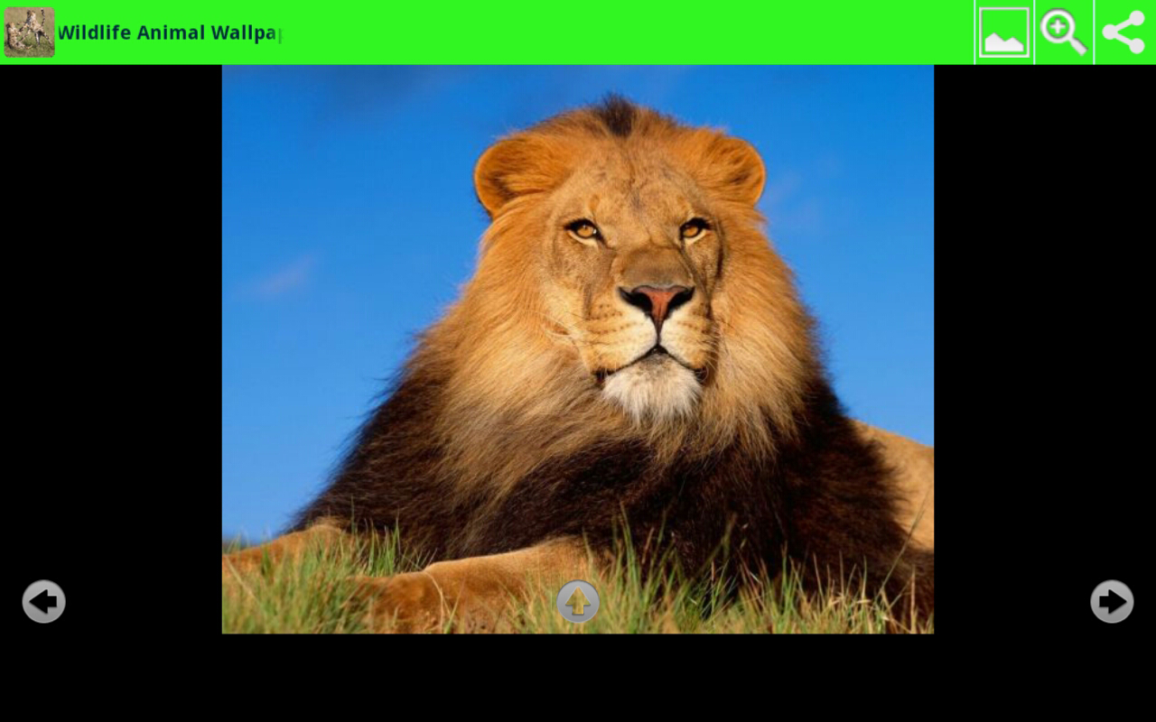 Wildlife Animal Wallpapers - App on Amazon Appstore