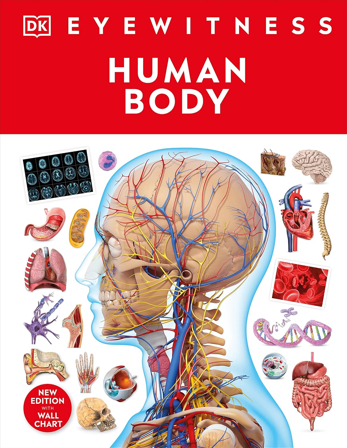 Human Body: DK Eyewitness: Amazon.co.uk: DK: 9780241617175: Books
