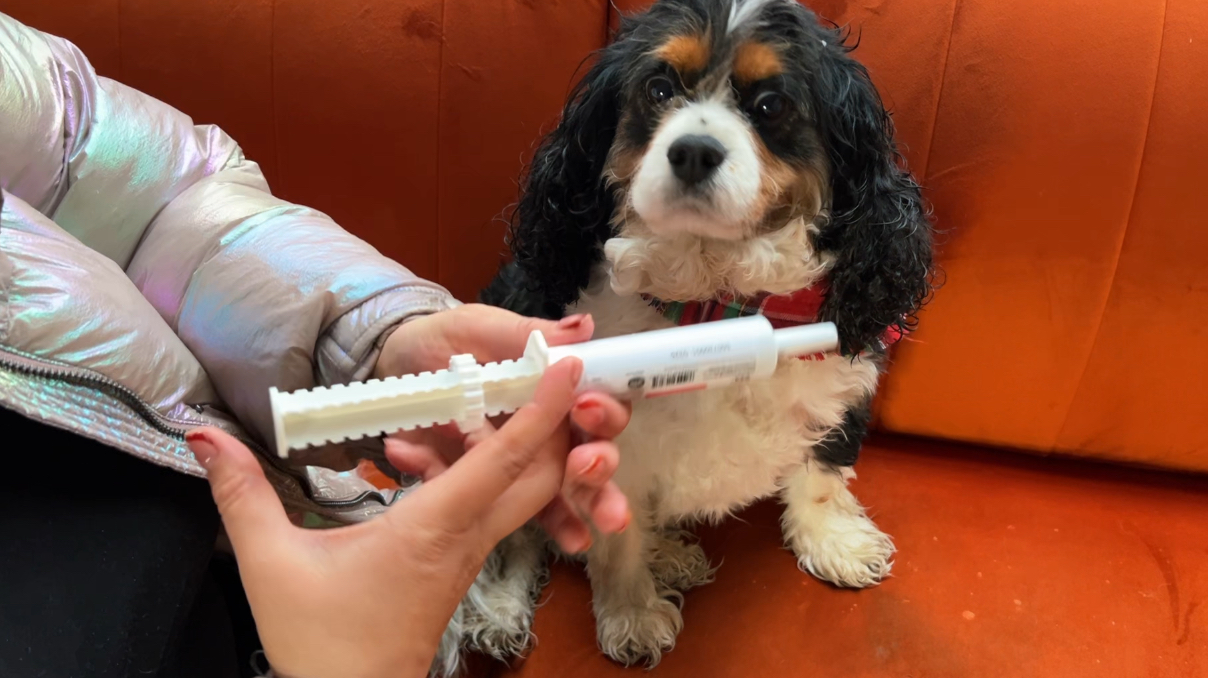 Watch Demo GI paste for dogs on Amazon Live