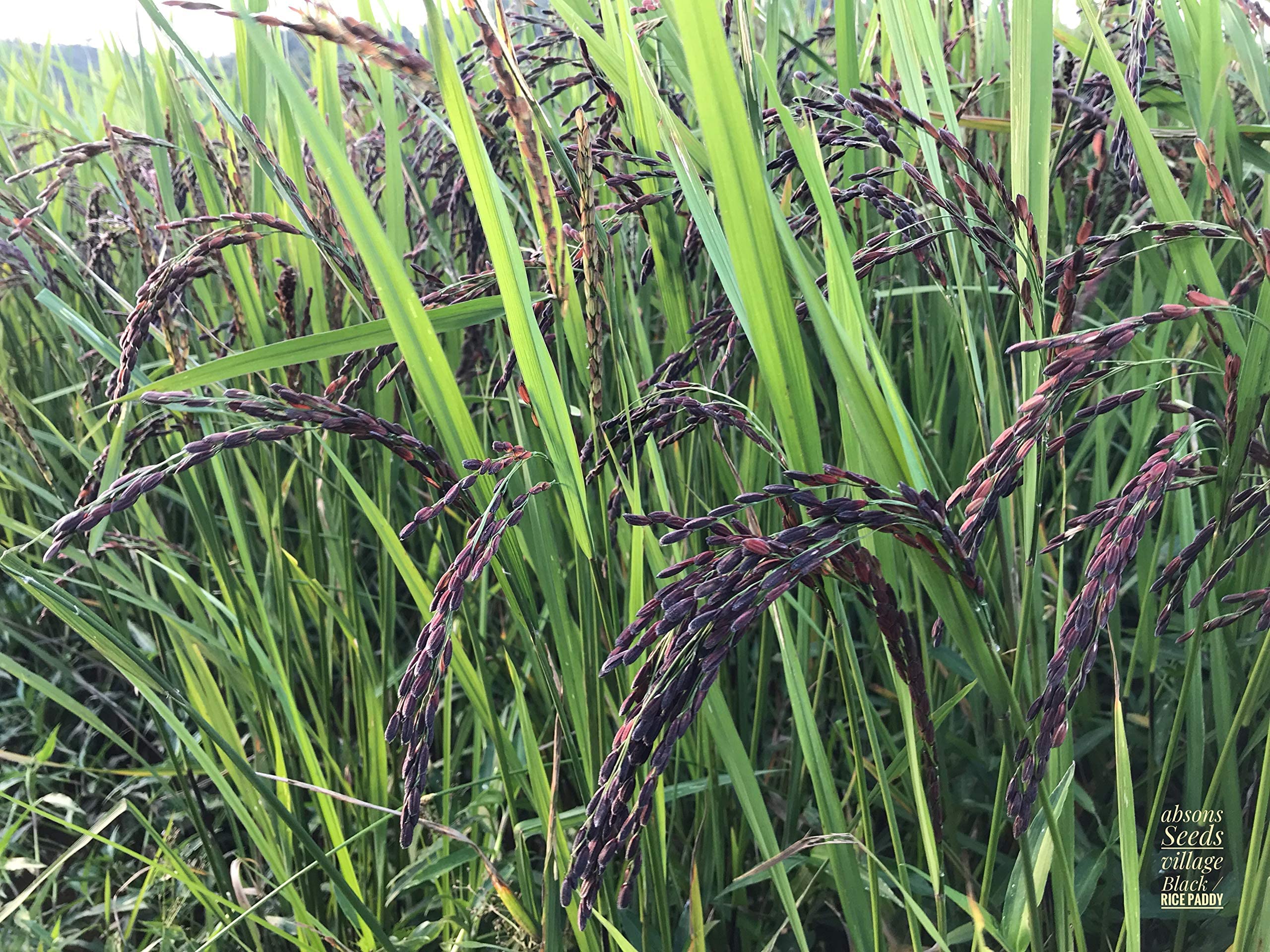 Rice Paddy Plant