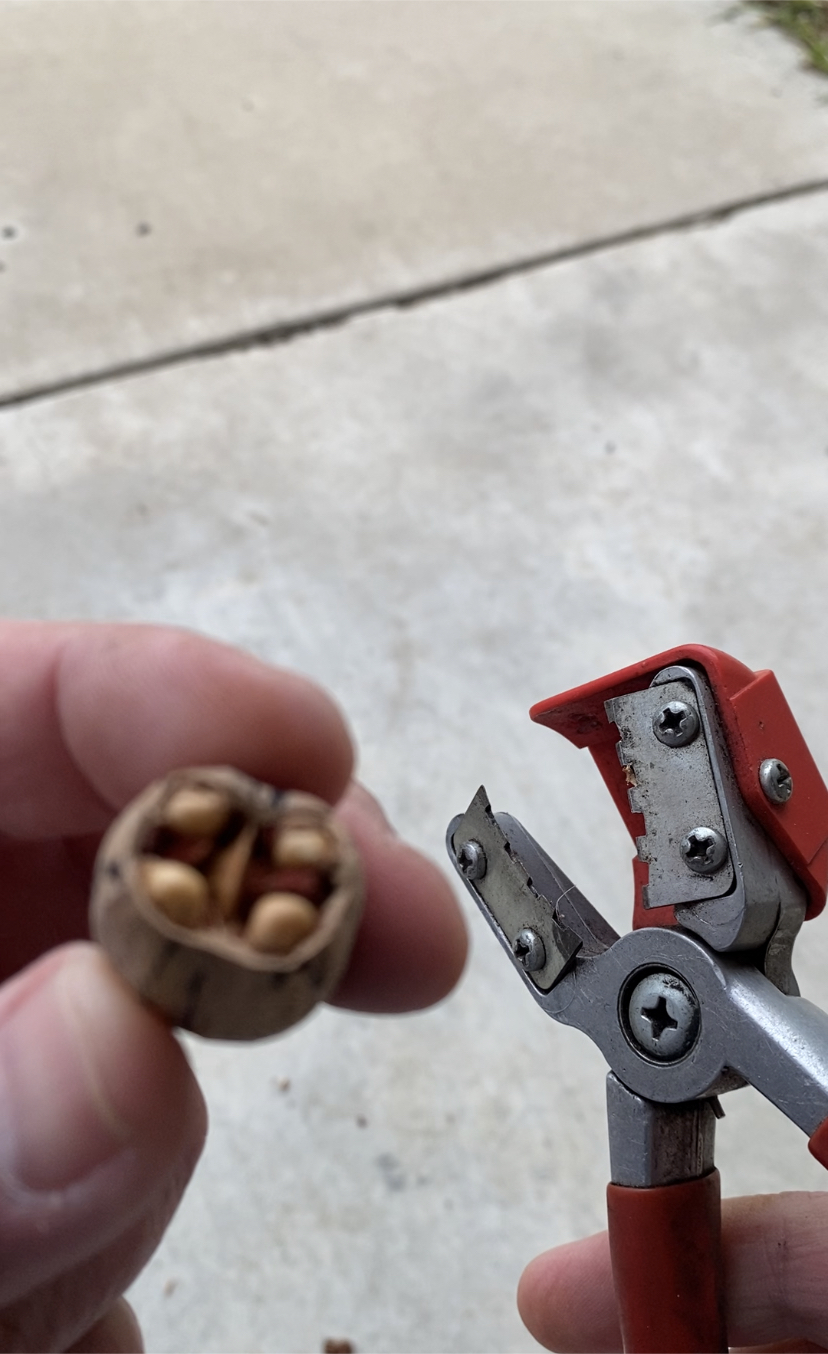 Watch TEXAN NUT SHELLER The Last One You Will Ever Need on Amazon Live