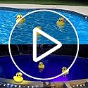 Amazon.com : Goallim Solar Floating Pool Lights, 3" Duck Floating Pool ...